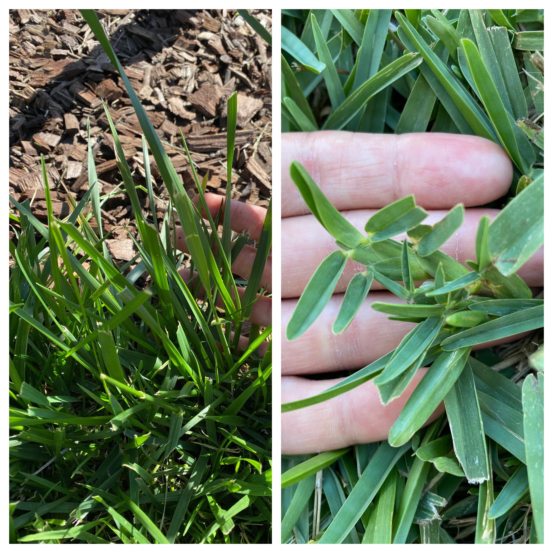 Need help identifying grass types. Left is front yard, right is backyard | Scrolller