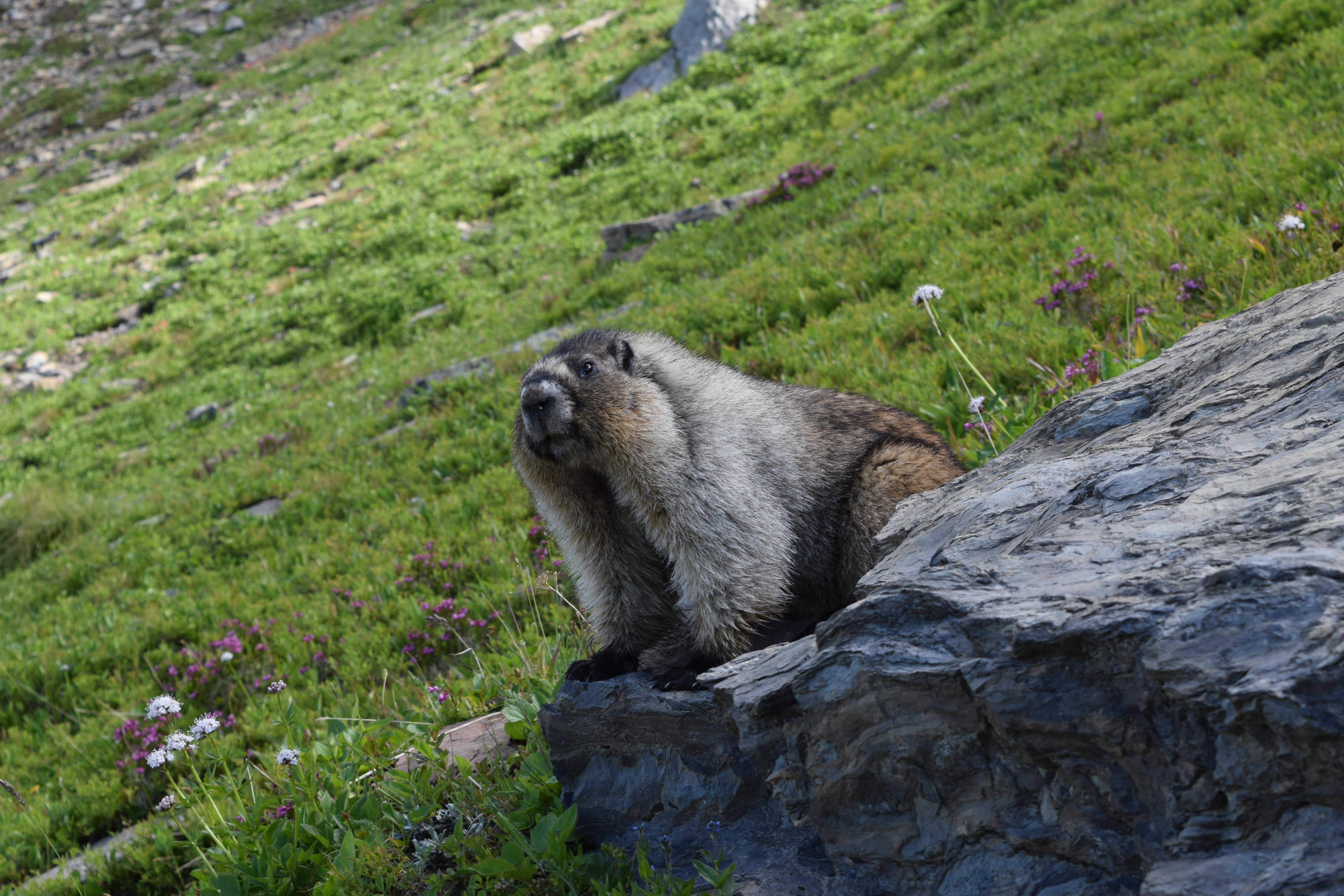 Need help identifying this marmot | Scrolller
