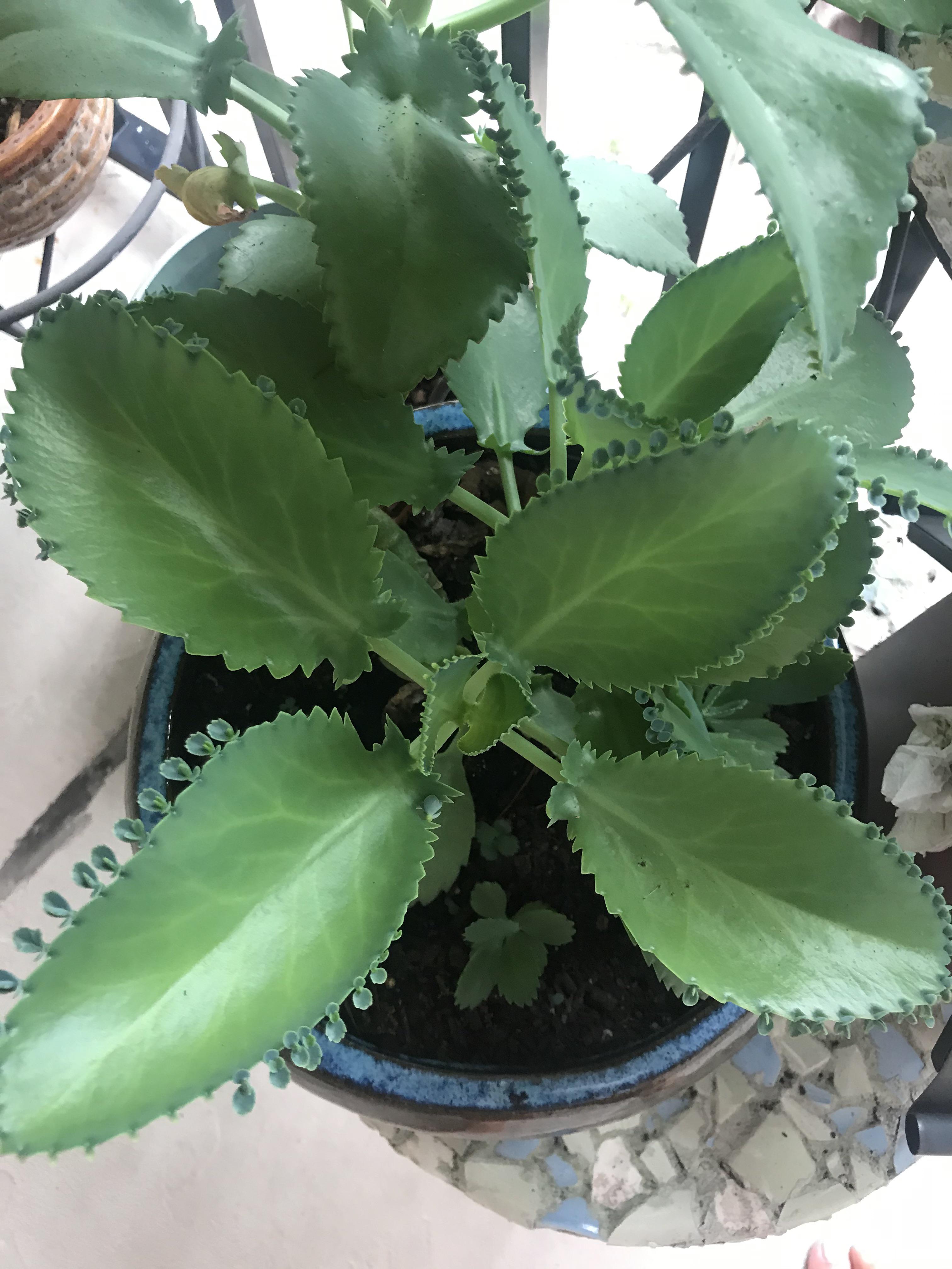 Need help identifying this plant! When you touch a leaf the little ones drop and start new ...