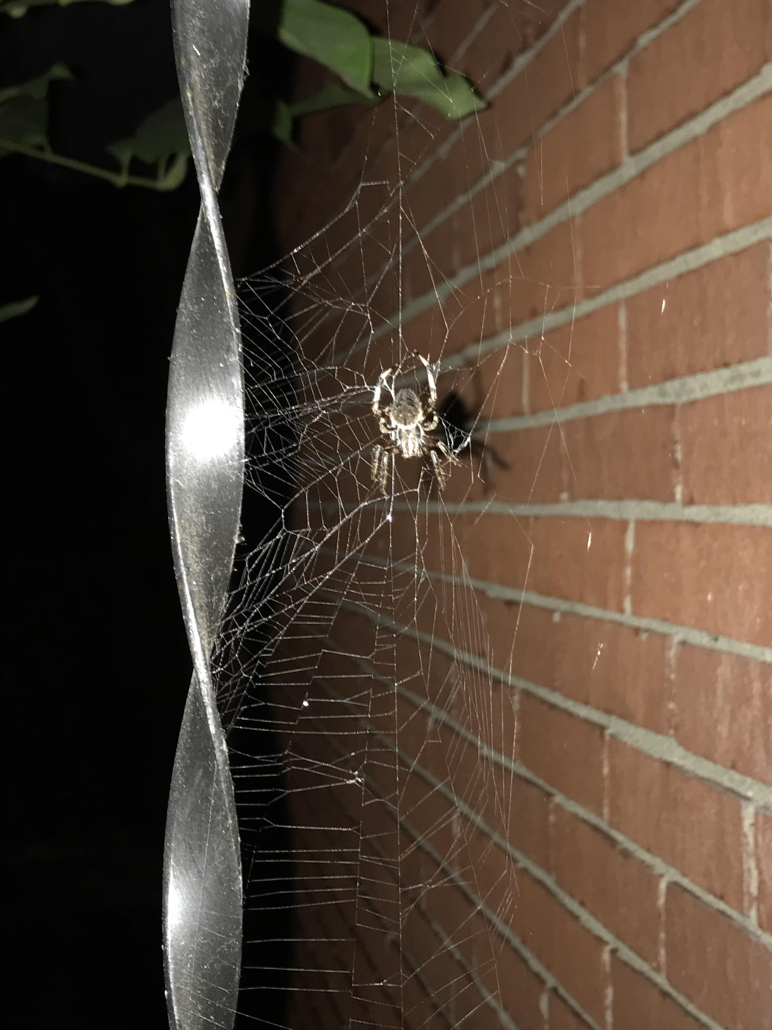 Need help identifying this spider in central Ohio. There are two other ones within a 5ft radius ...