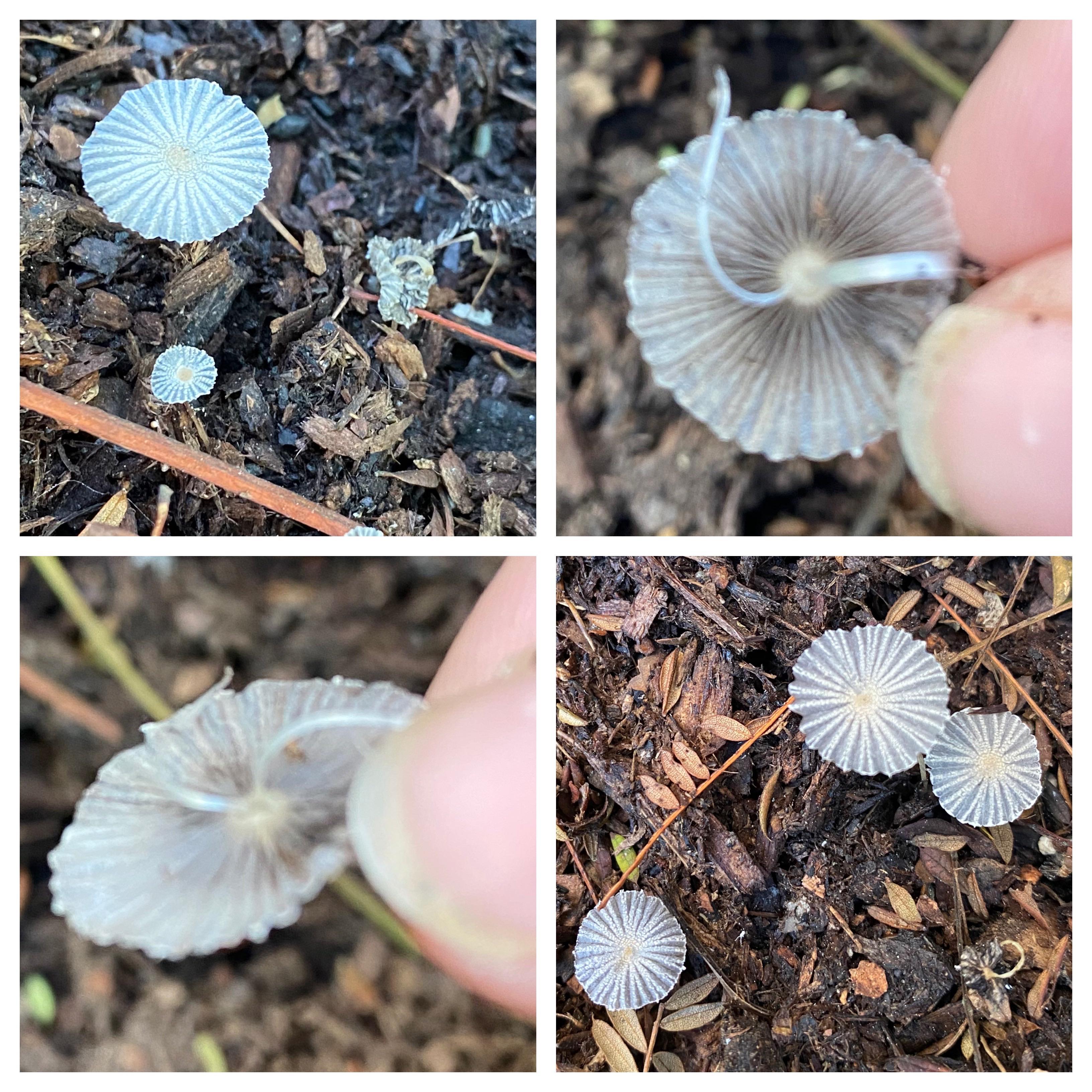 Need help identifying this tiny garden mushroom (Southern California)- is it toxic? | Scrolller