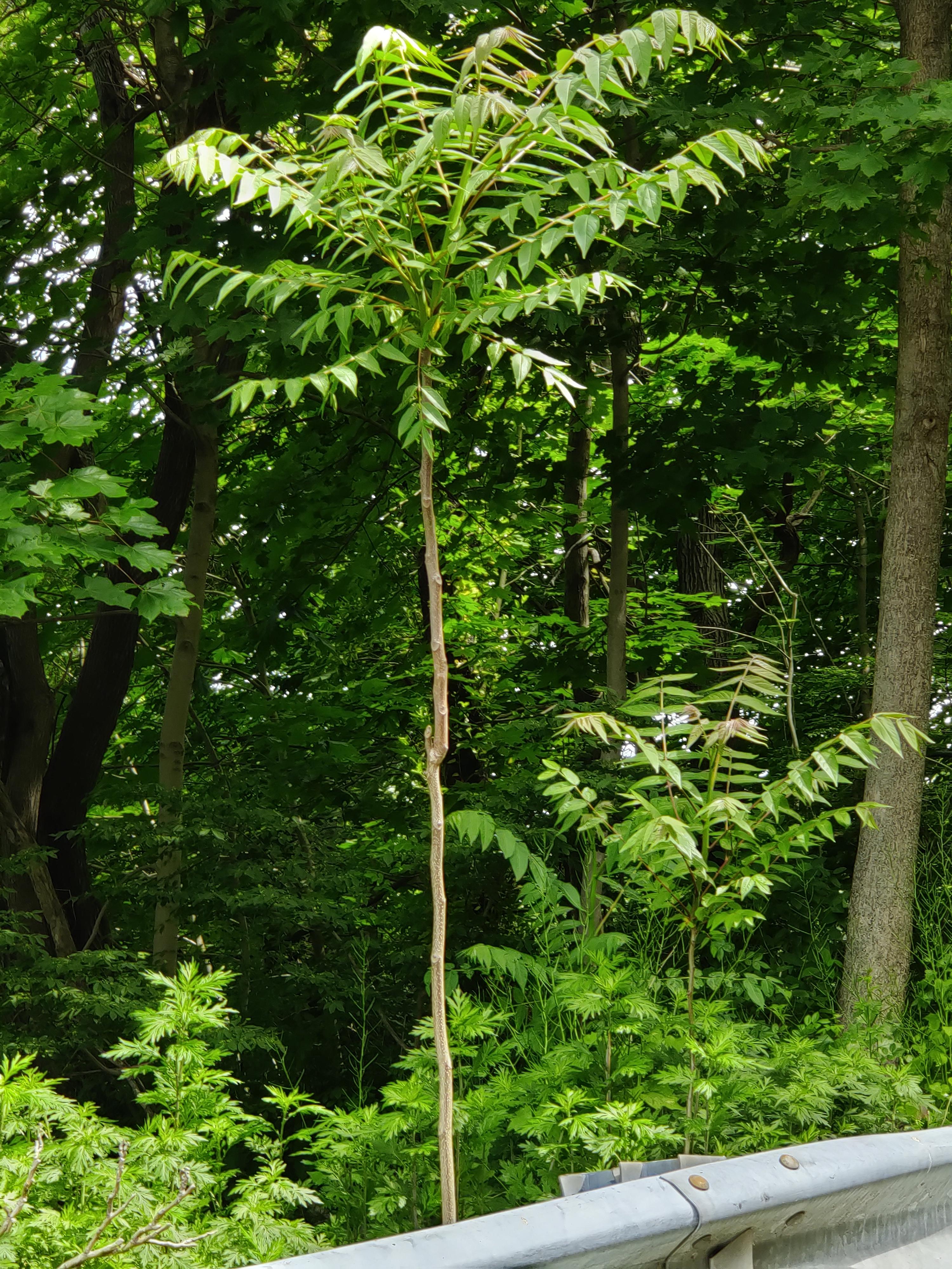 Need help identifying this tree | Scrolller