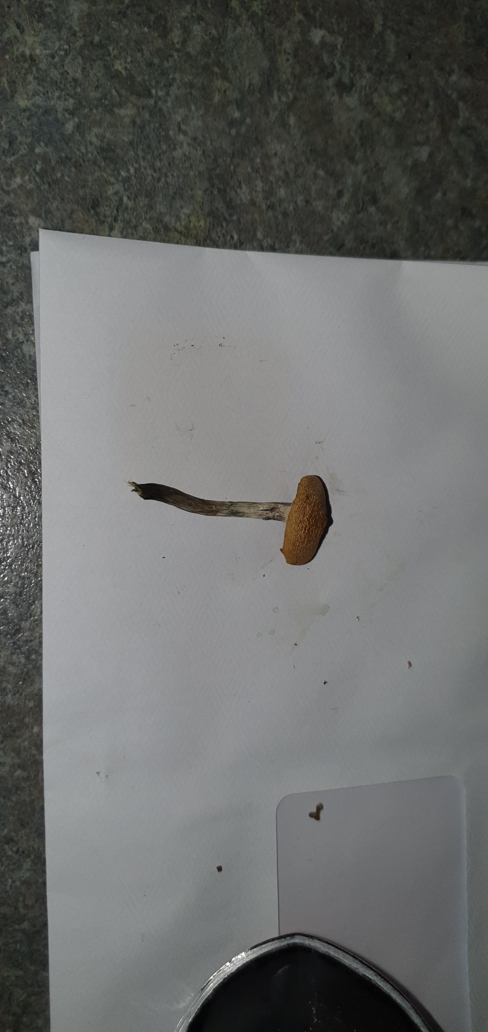 Need help with identification | Scrolller