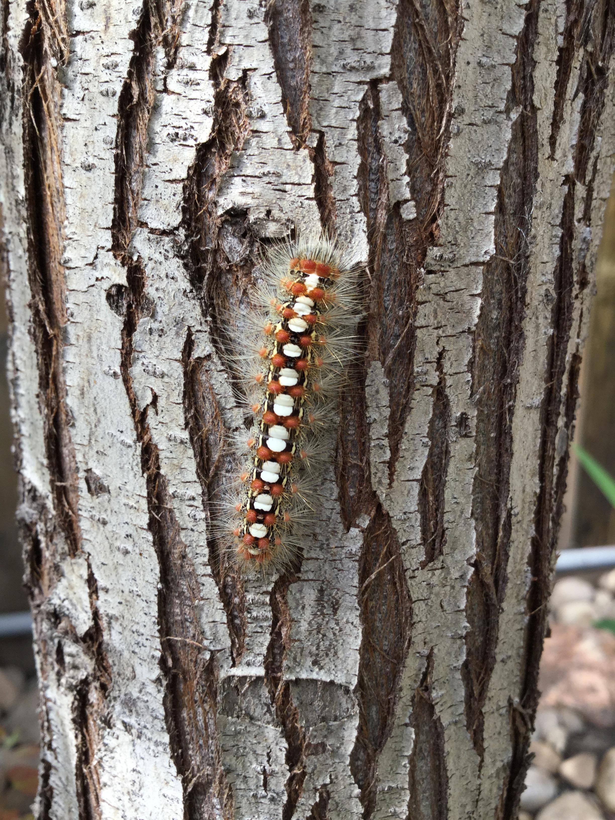 need help with identifying this creature. Alberta, Canada. touched it and no rash | Scrolller