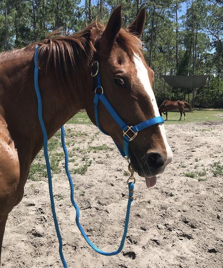 Neigh Blup | Scrolller