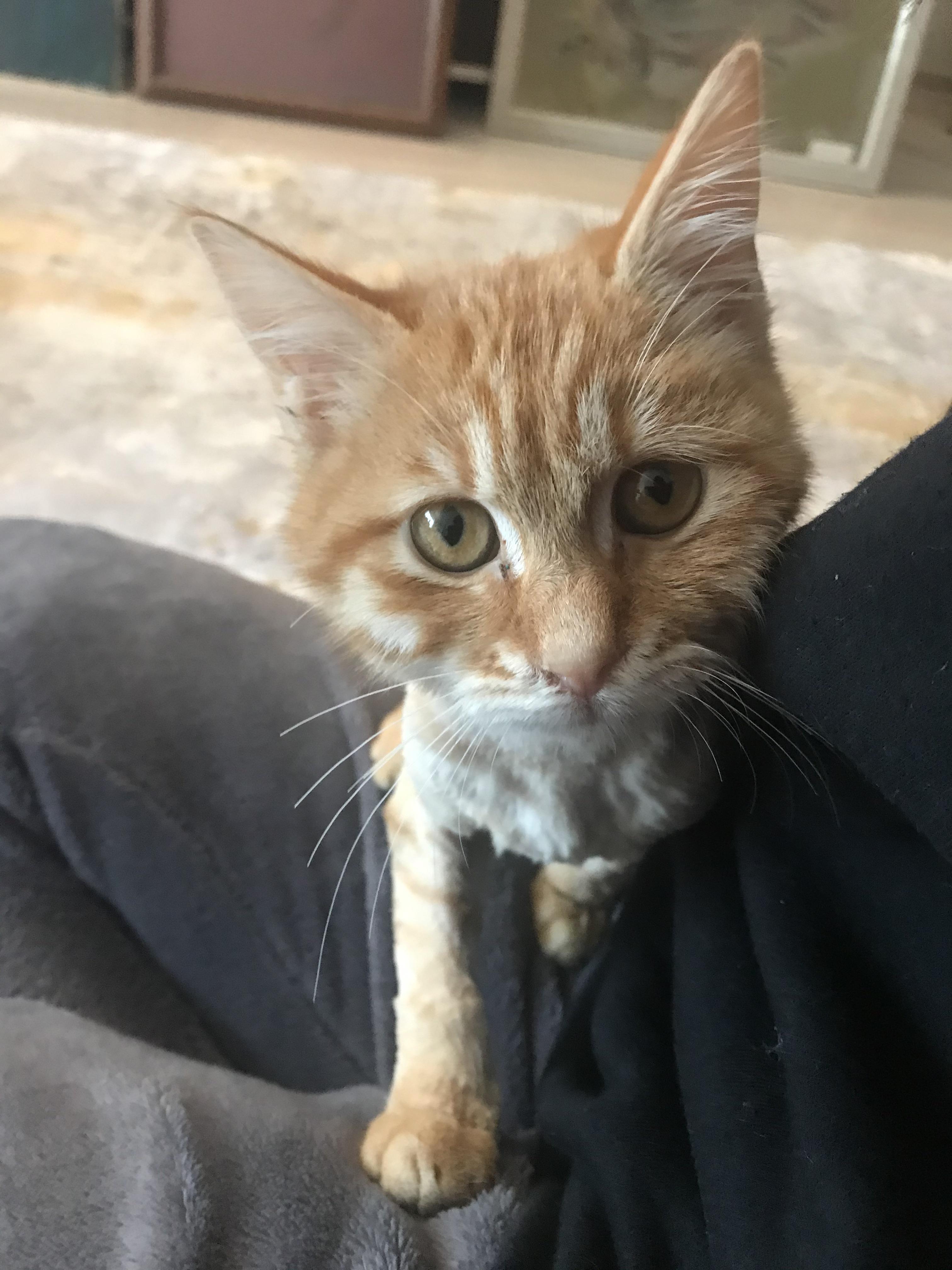 Neighbor’s new ginger boy | Scrolller