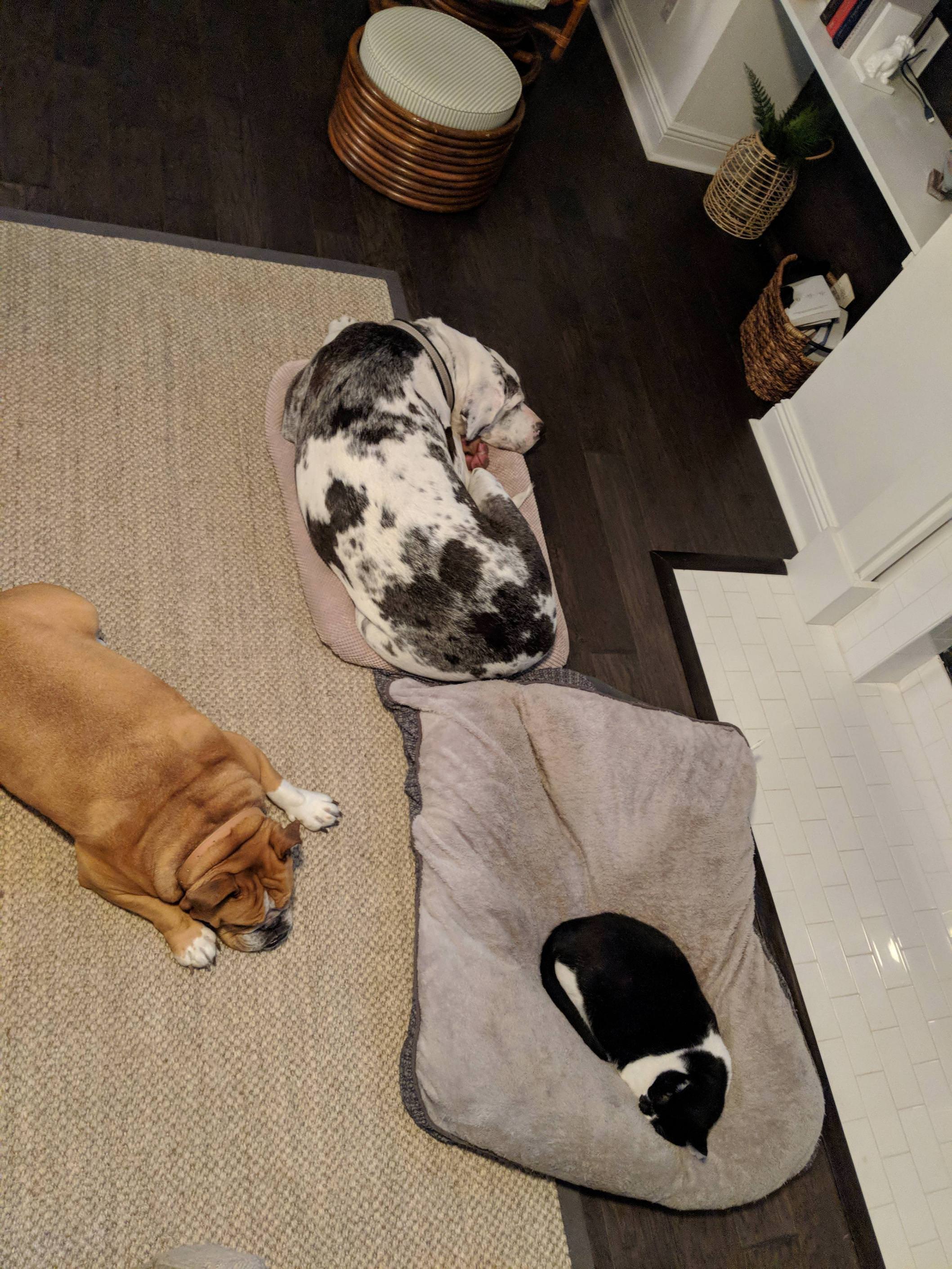 Neither of the dogs are brave enough | Scrolller