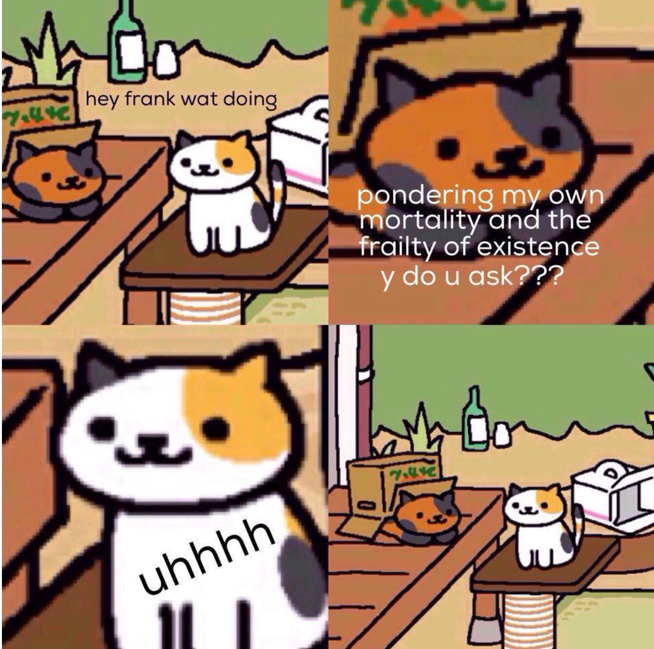 Neko_irl | Scrolller