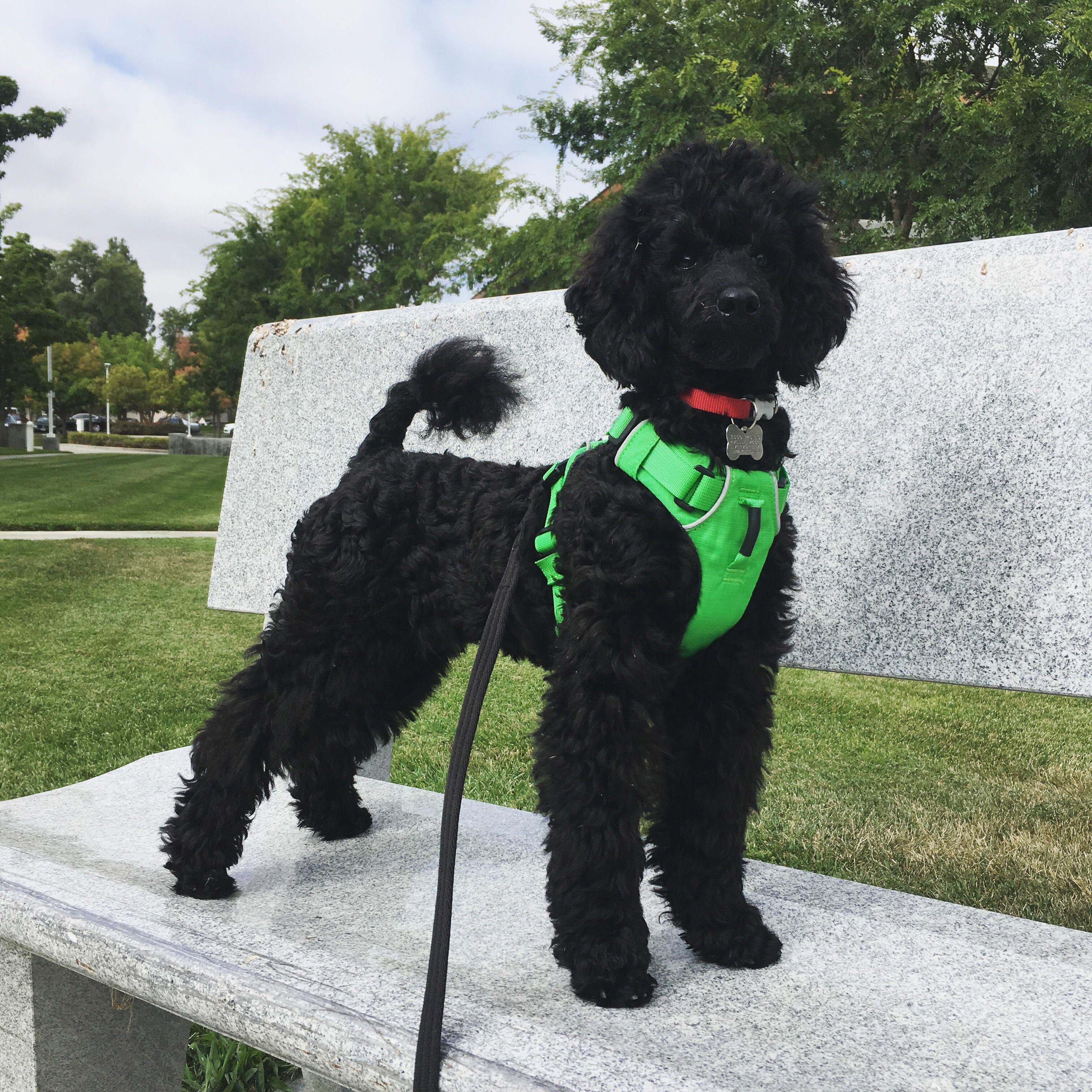 Neo looking majestic in his new harness | Scrolller