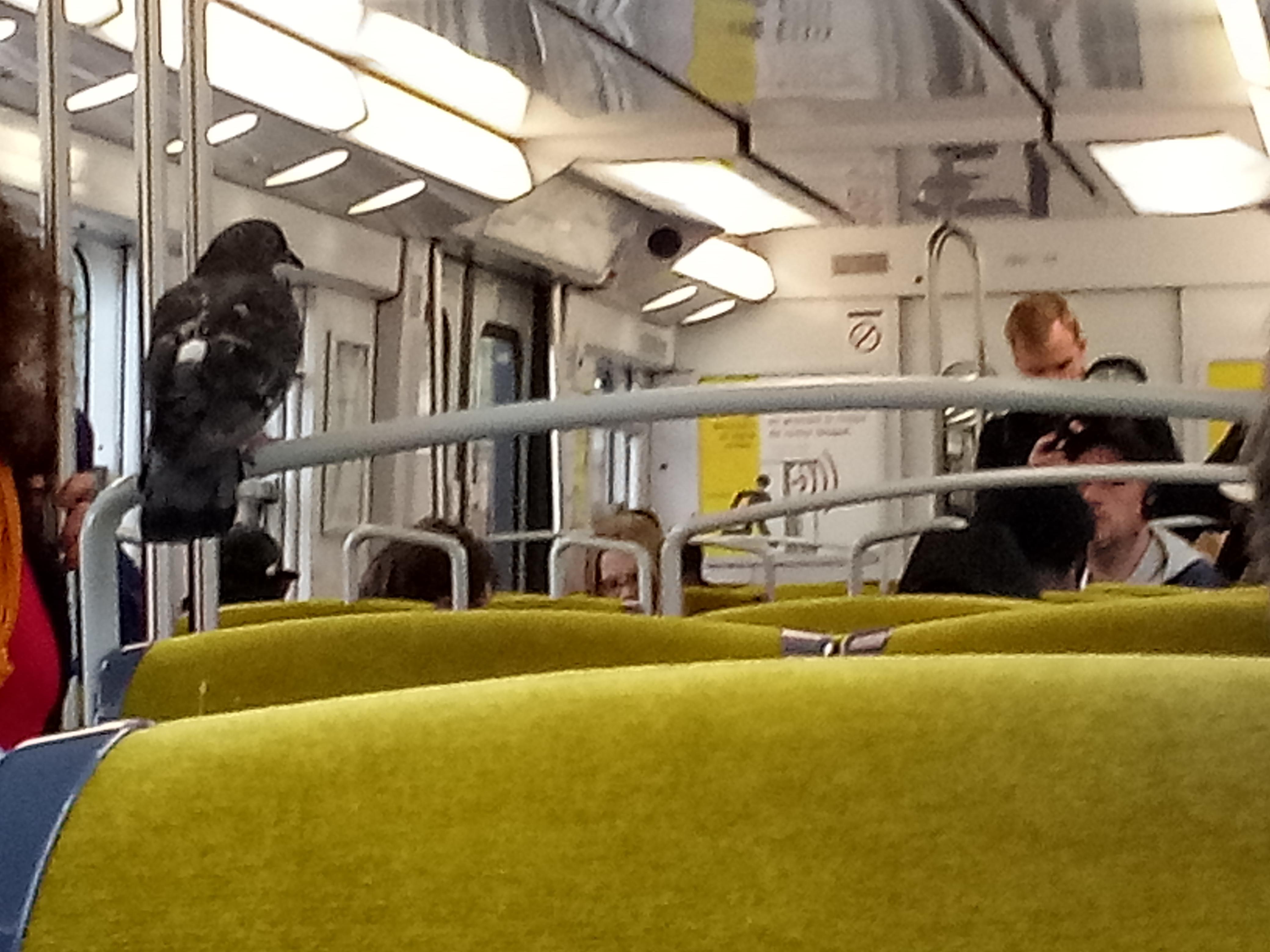 Nevermind me I'll get off next station. | Scrolller