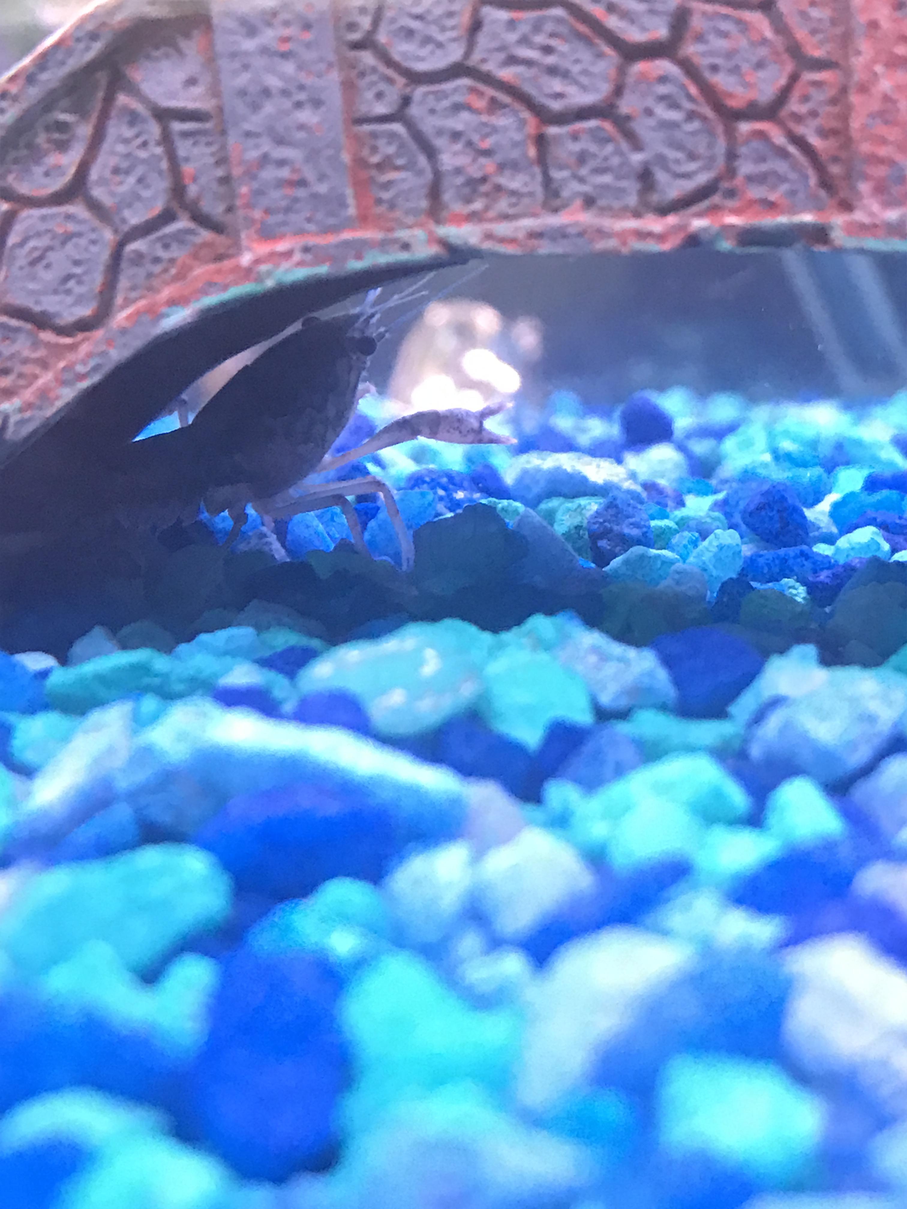 New addition Electric Blue Crawfish | Scrolller
