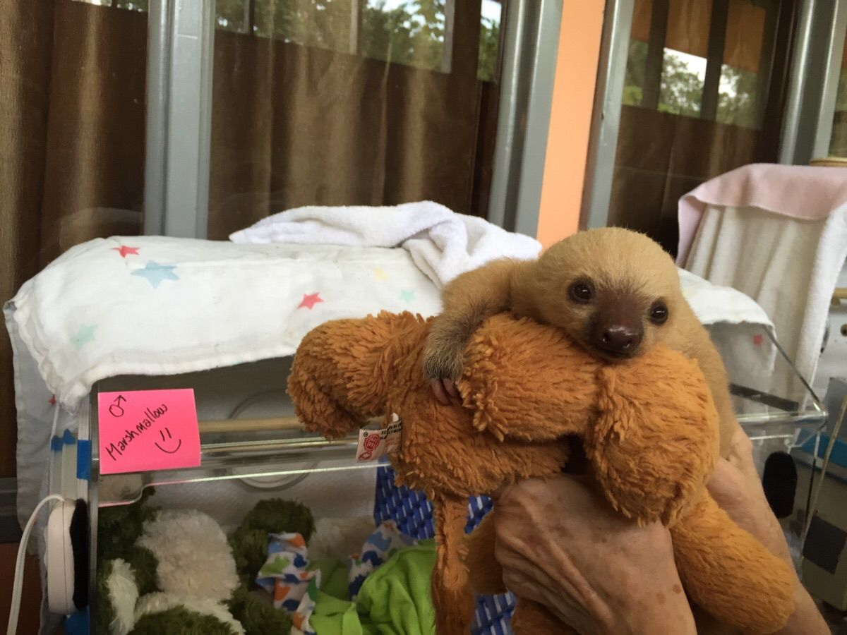 New Baby Marshmallow at The Sloth Sanctuary | Scrolller