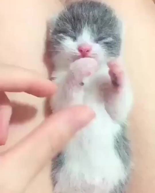 new beans | Scrolller