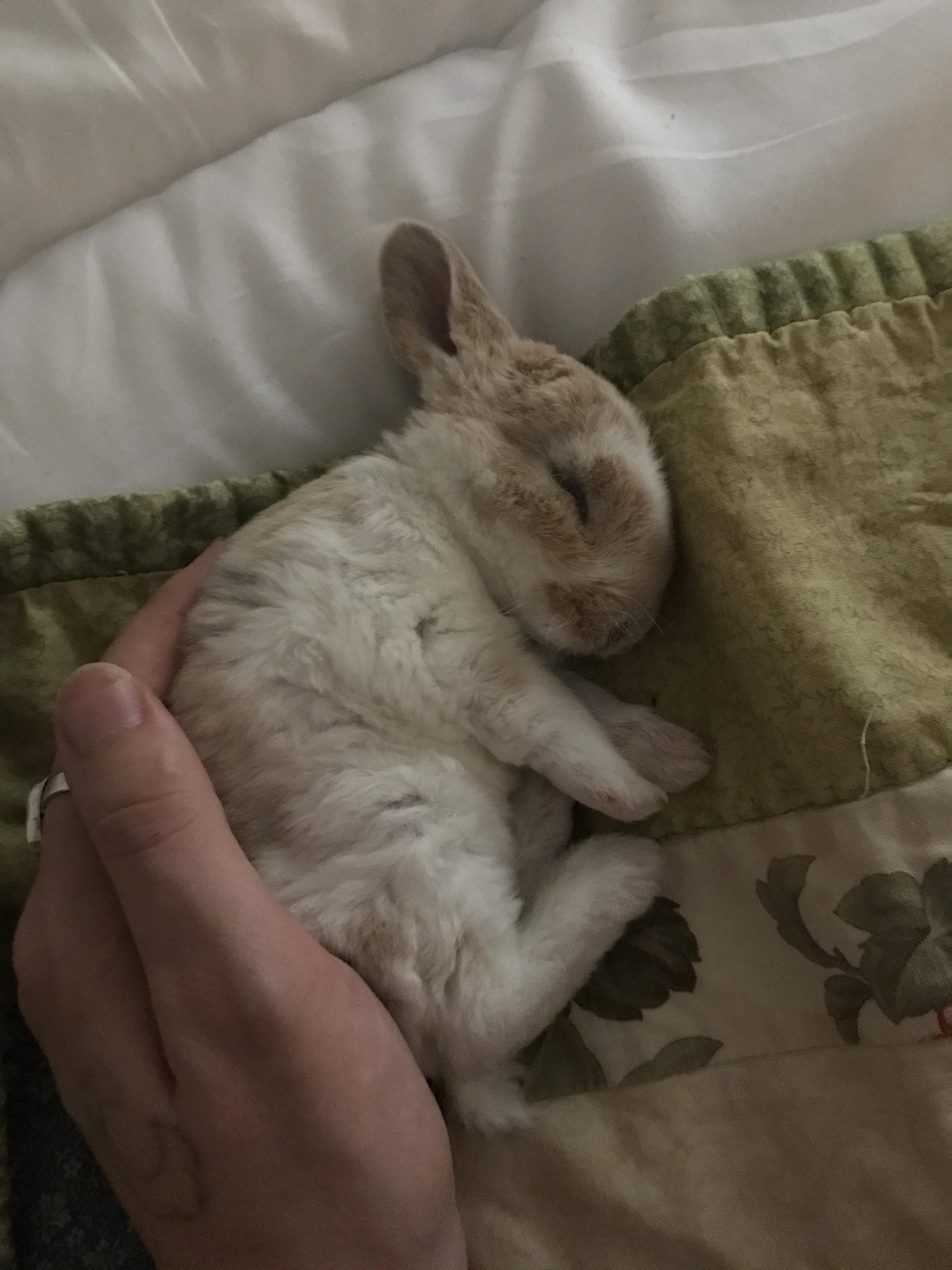 New bun! Loving getting to know their personality and quirks. | Scrolller