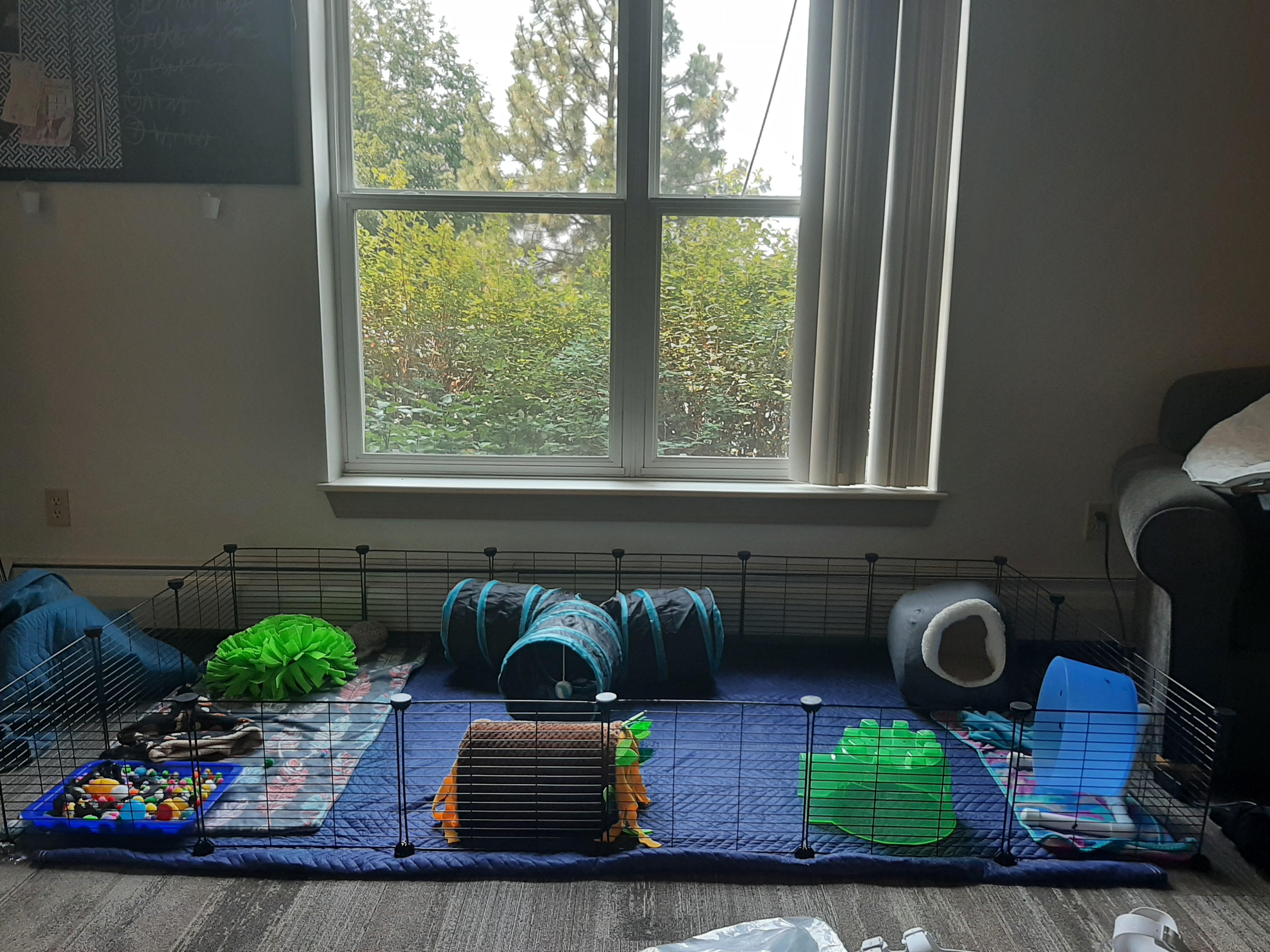 New Cage Set Up | Scrolller