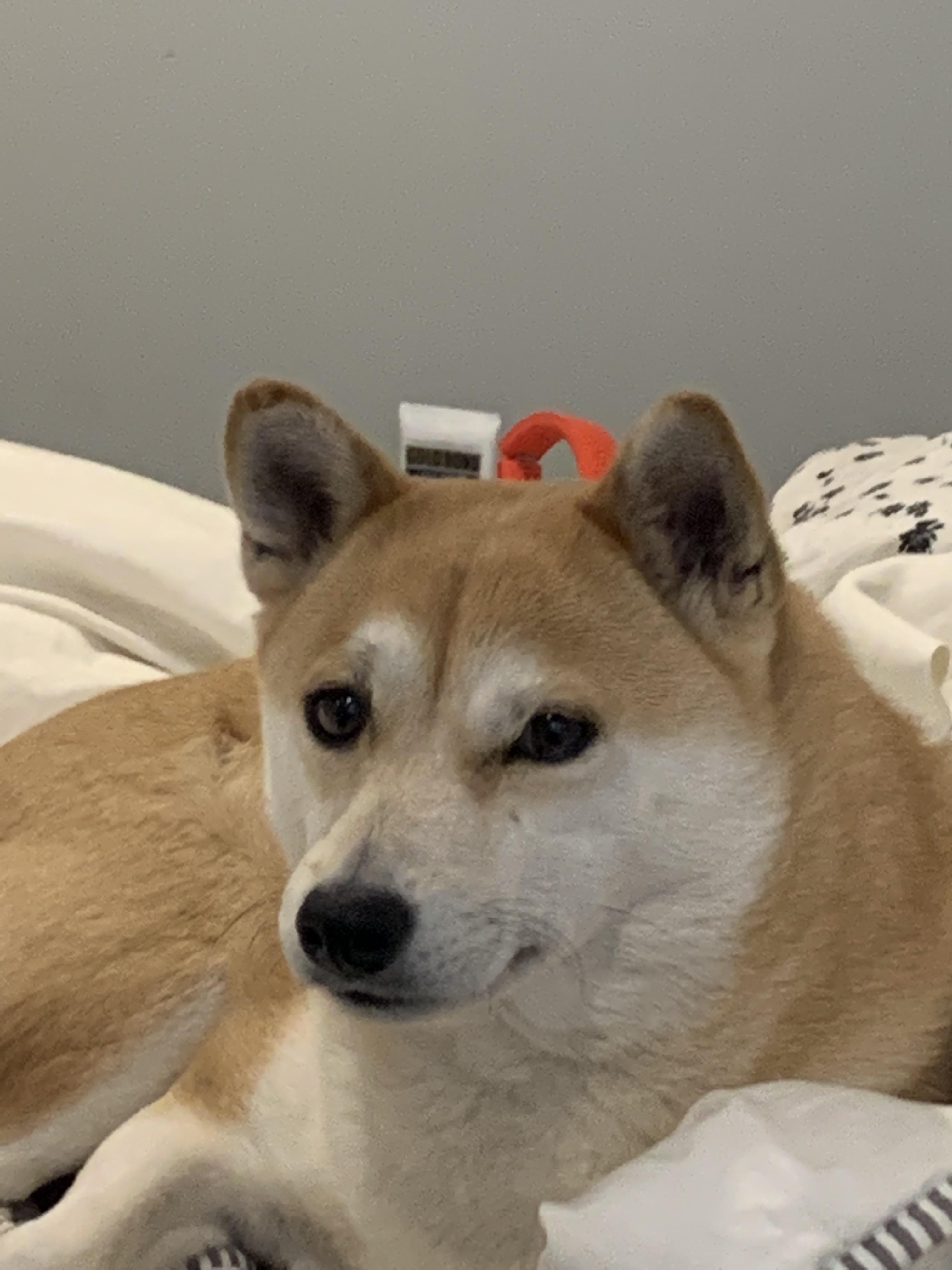 New doge?? | Scrolller