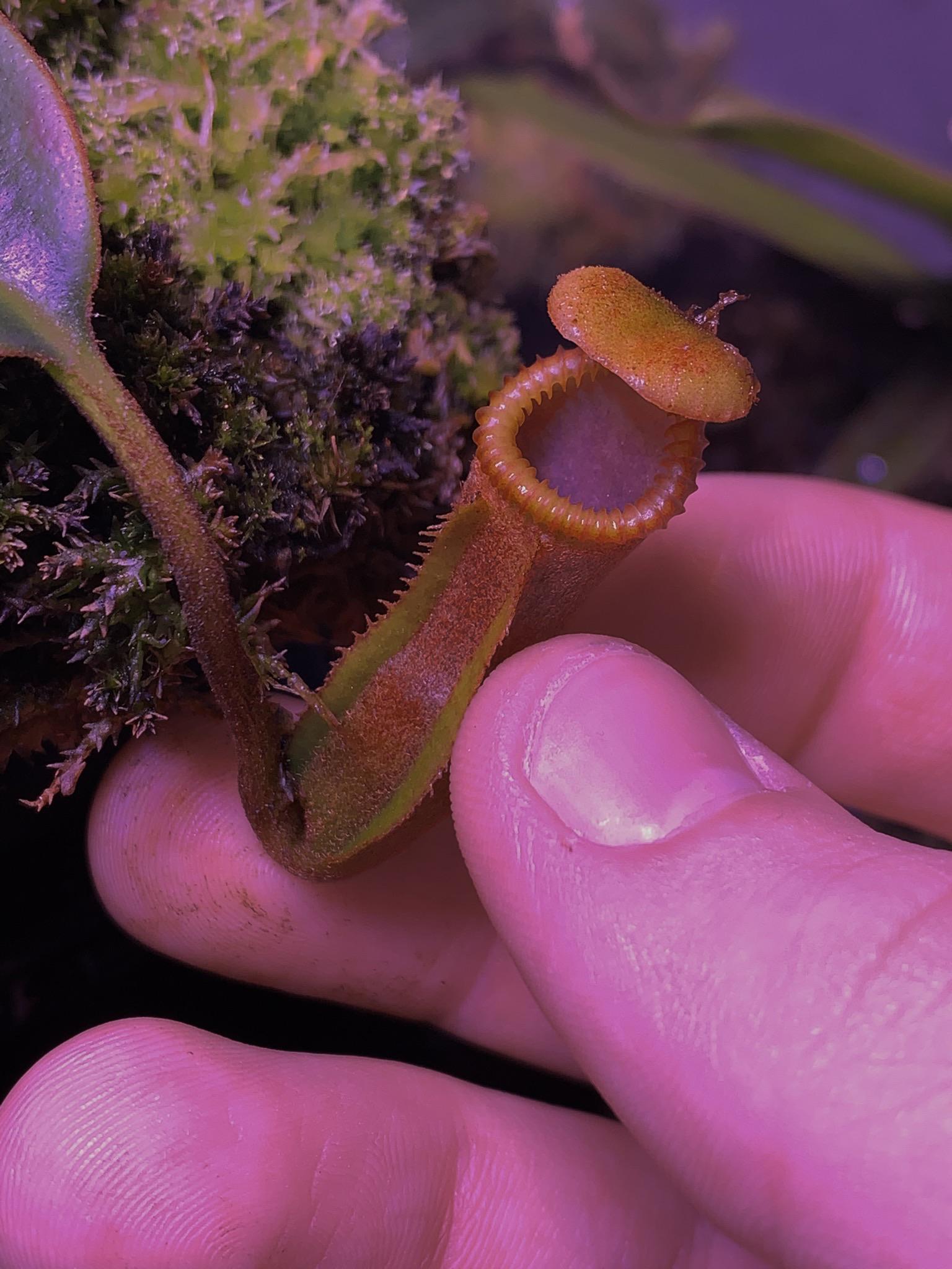 New Edwardsiana pitcher! | Scrolller