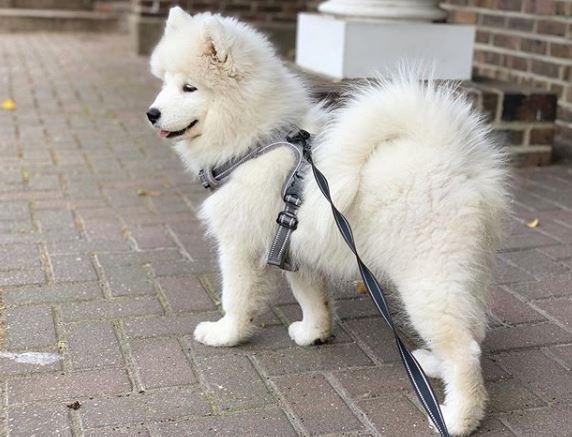 New family addition, mesmerising pupper | Scrolller