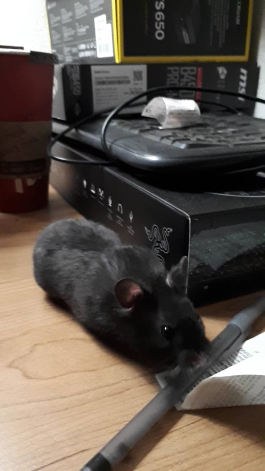 New Hamster Owner, its Reggie! | Scrolller