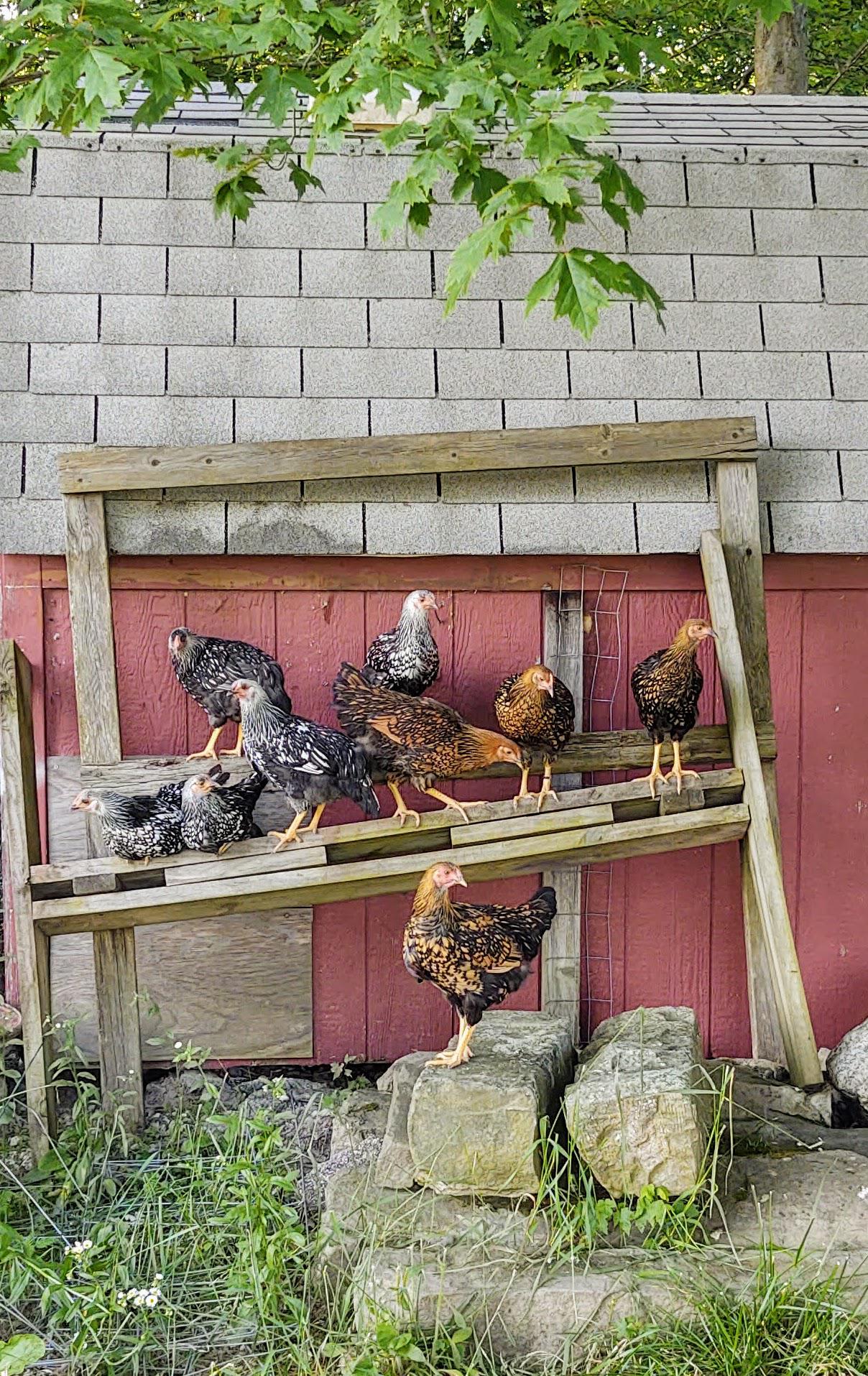 New Hens Looking Like They're Posing for an Album Cover | Scrolller