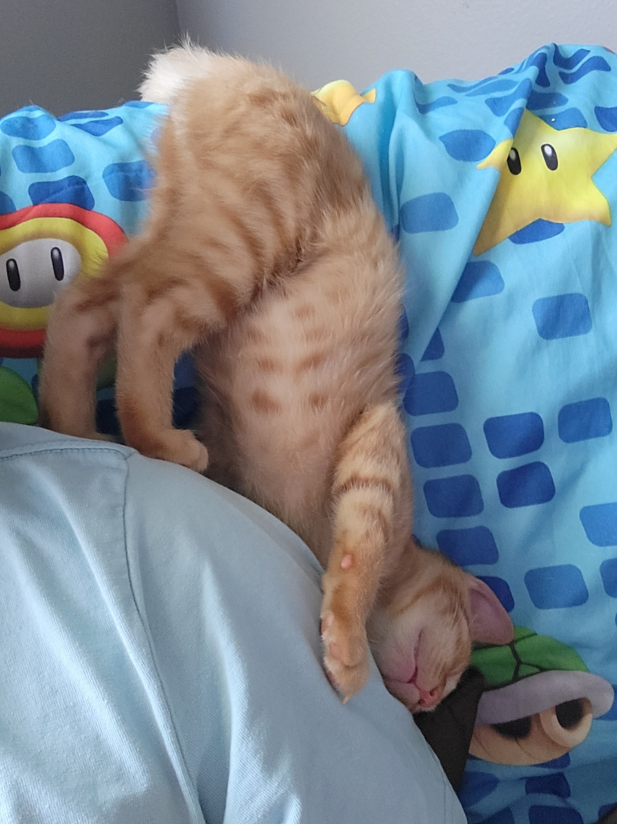New kitten fell asleep like this. | Scrolller