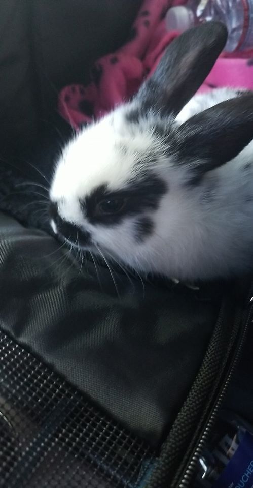 New Little Star Light | Scrolller