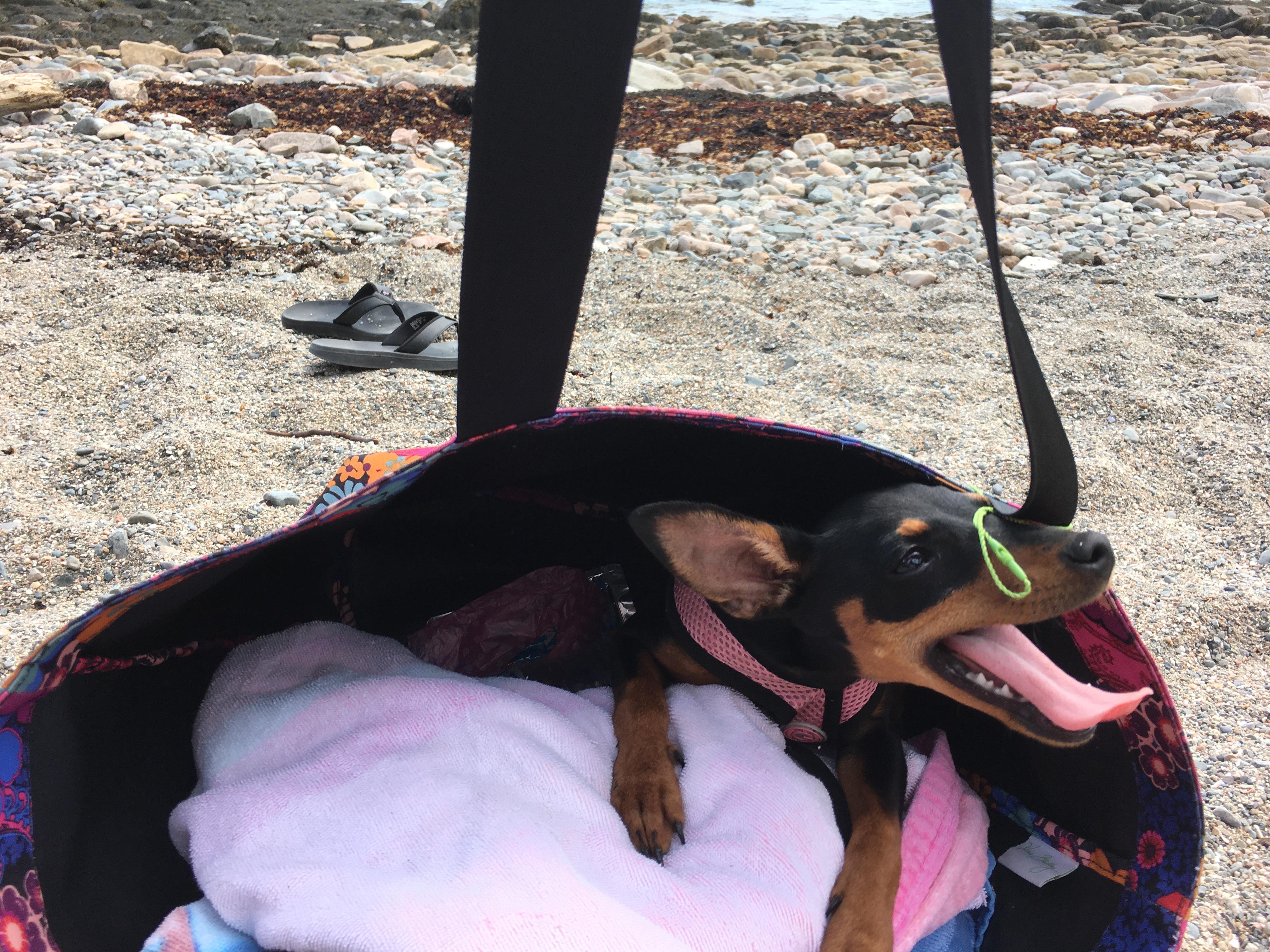 New Min Pin advice needed! | Scrolller