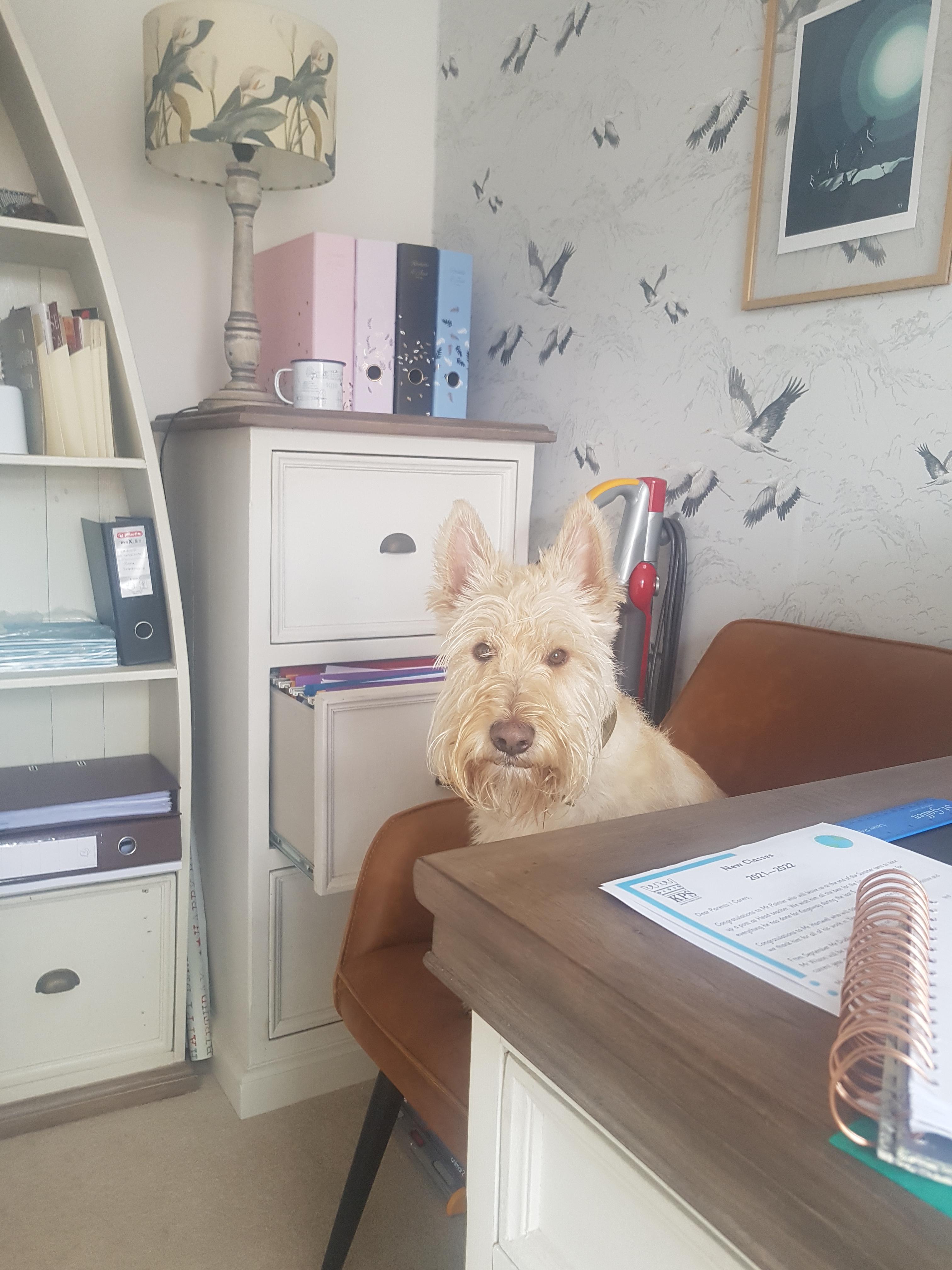 New office assistant. | Scrolller