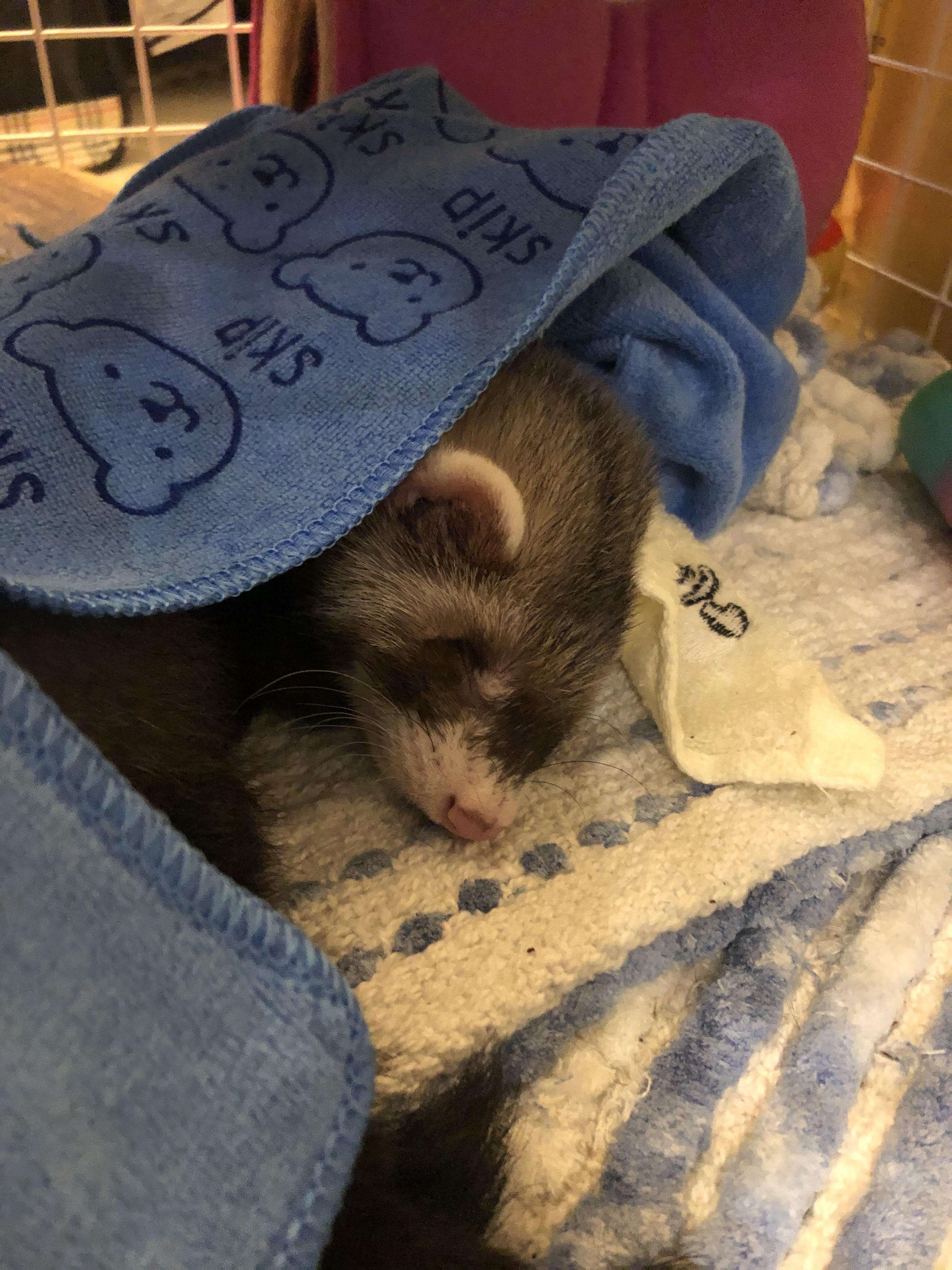 「New Owner」Tips on bonding? | Scrolller