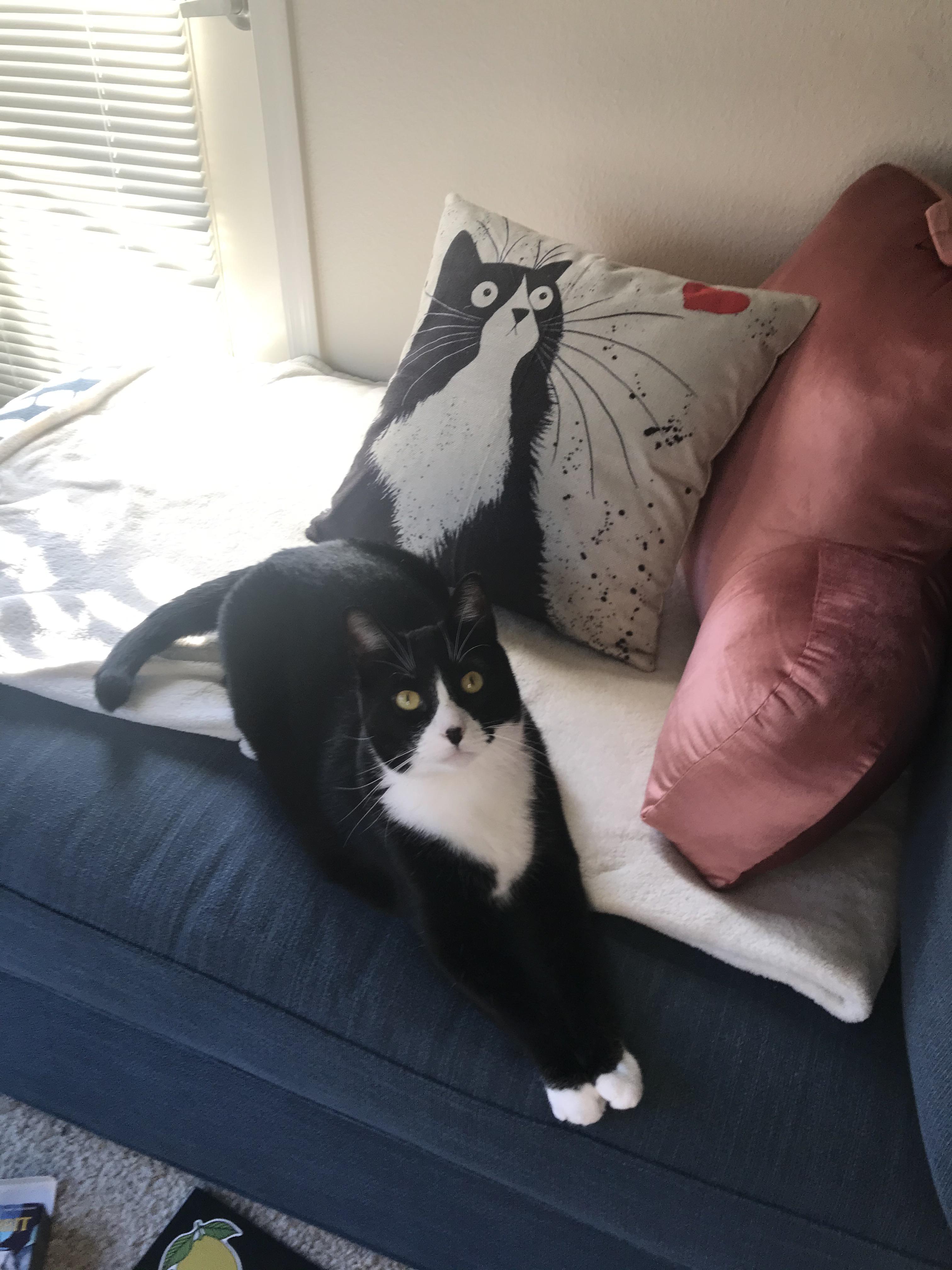 New pillow 😆 | Scrolller