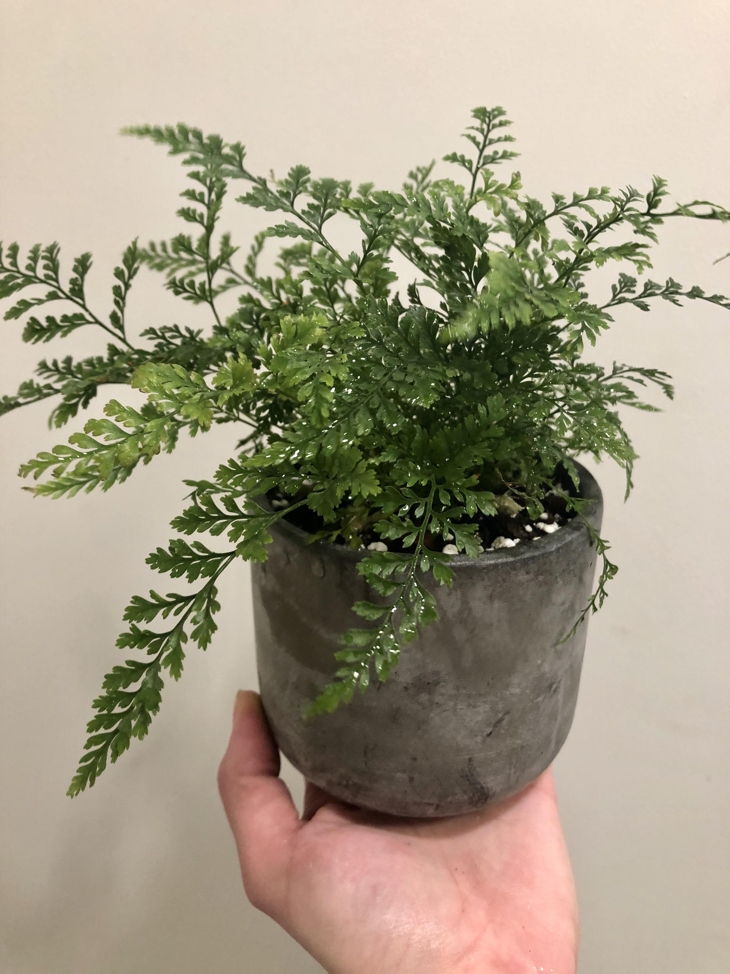New rabbits foot fern! Any care tips?? | Scrolller