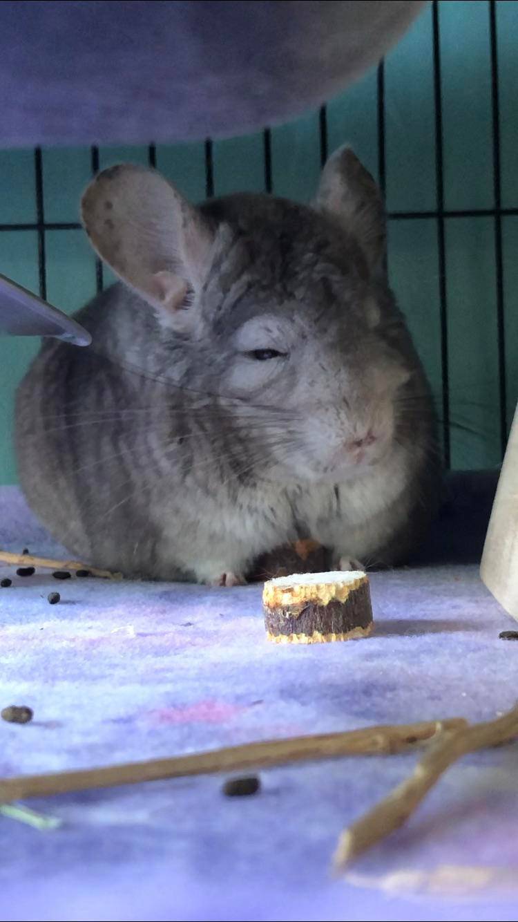 New rescue chinchilla! She’s between 1-2 years old and such a smushy sleepy girl. In love ...