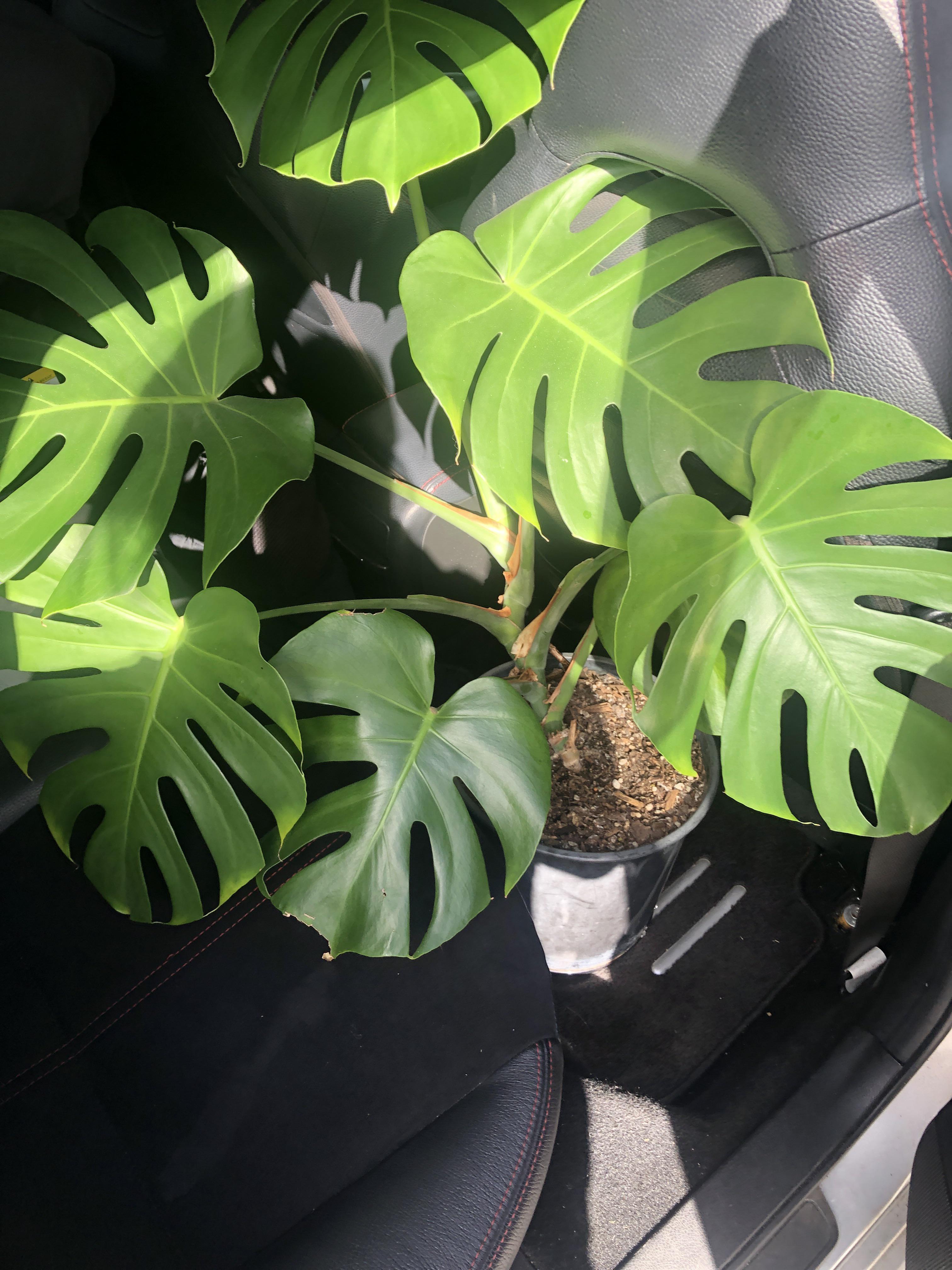 New (to me) Monstera deliciosa | Scrolller