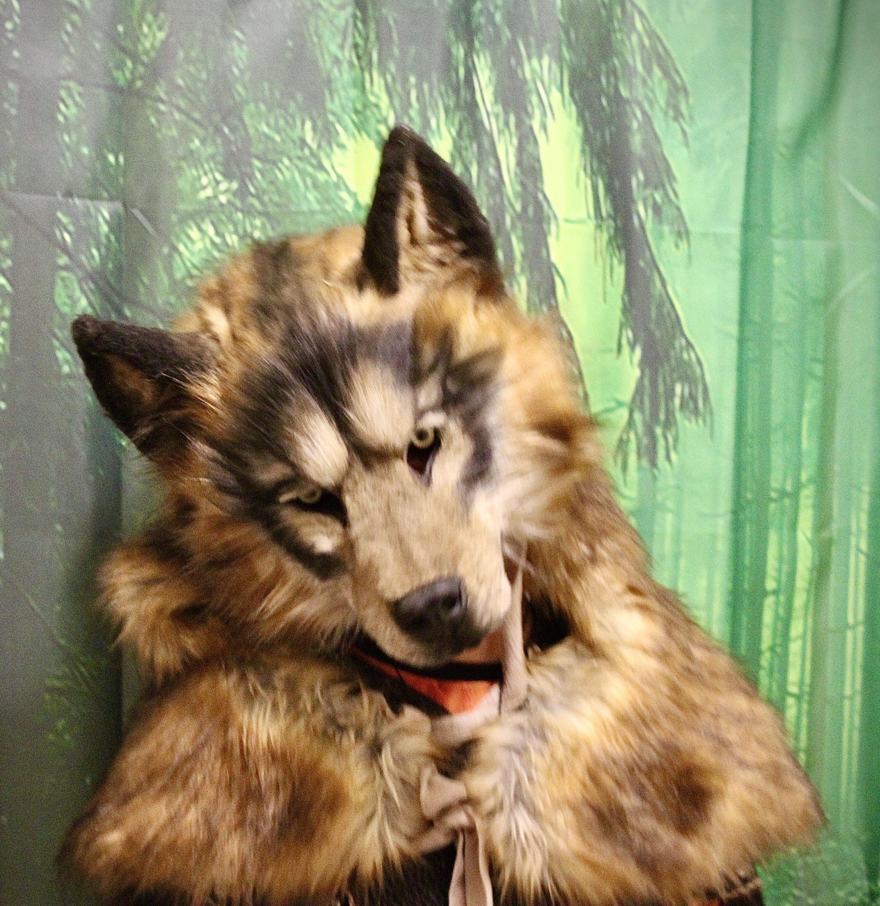 New Wolf Head Just Arrived! | Scrolller