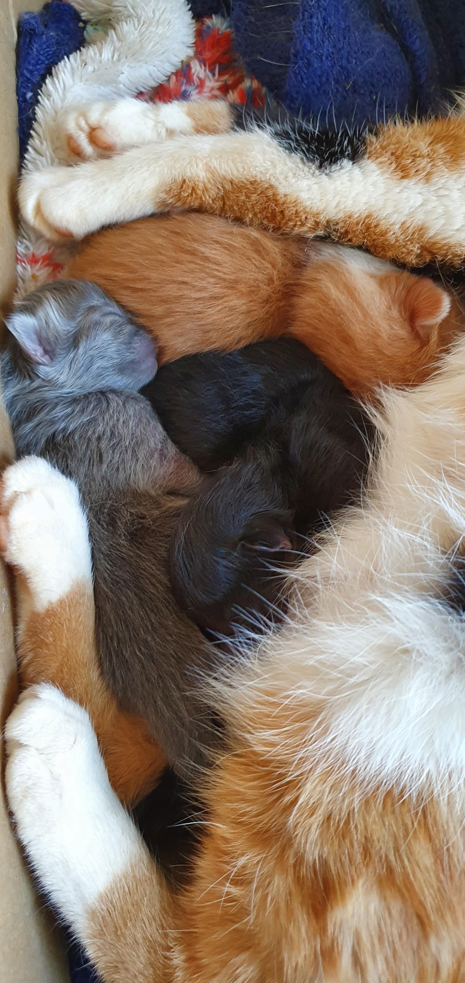 Newborn Puddle | Scrolller