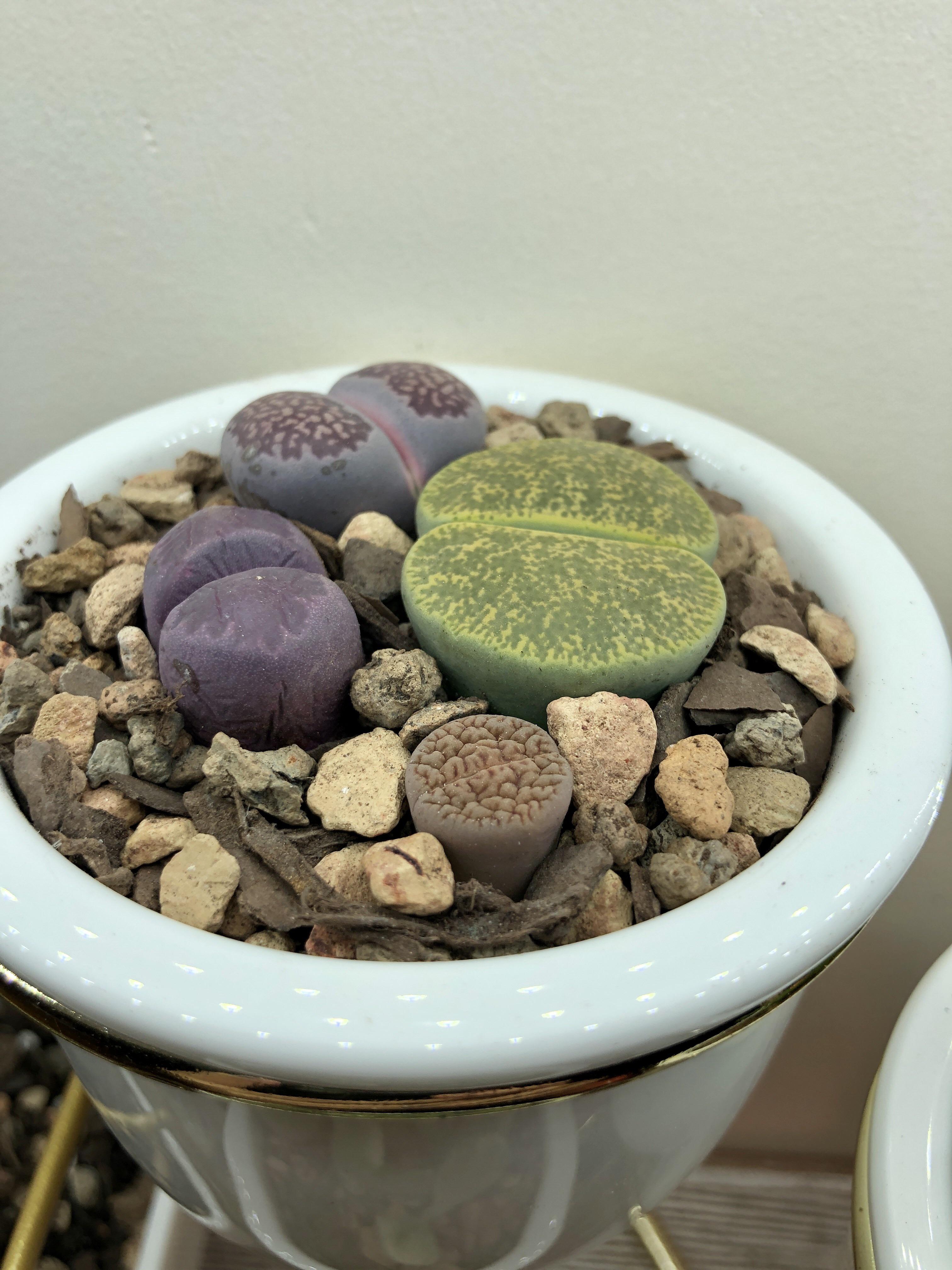 Newest addition: brainy butt | Scrolller