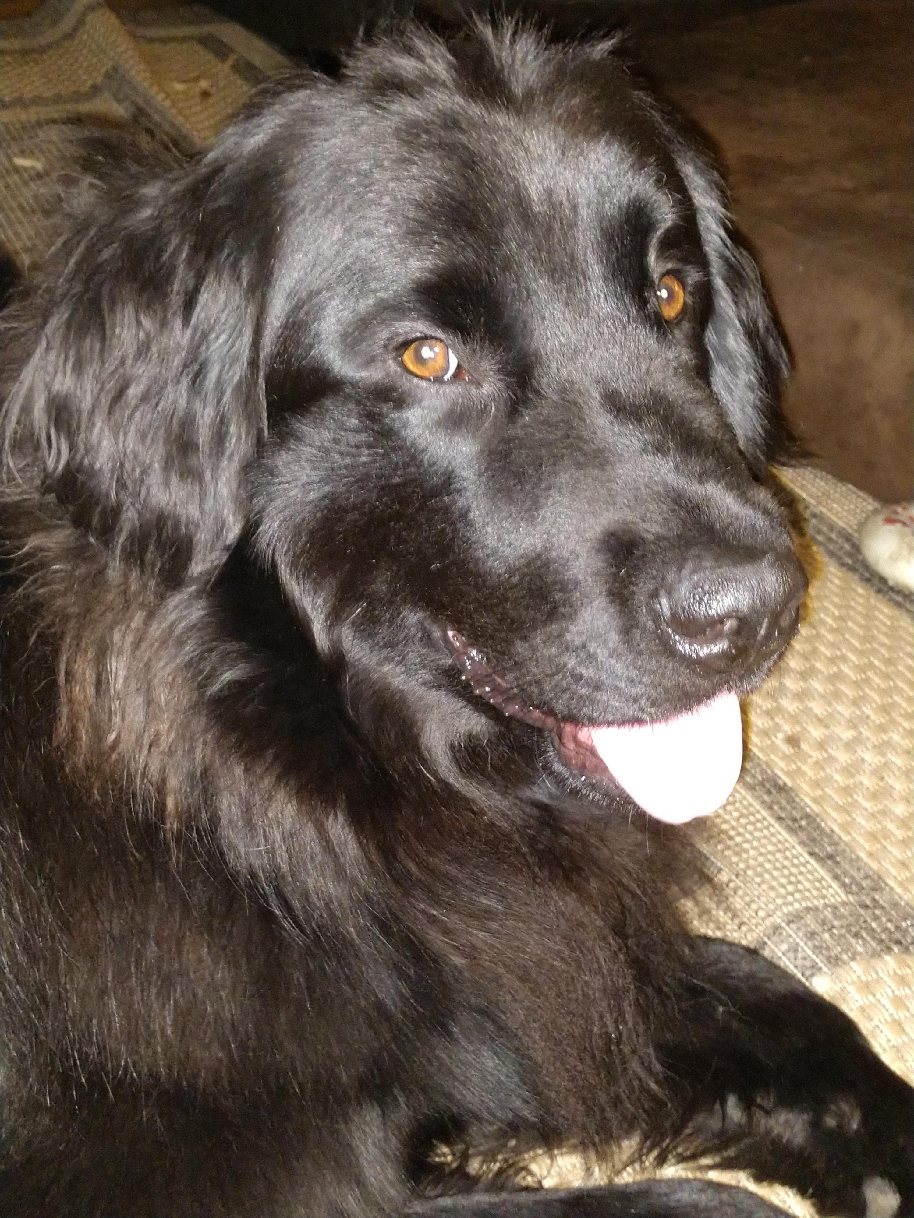 Newfie tongue. | Scrolller