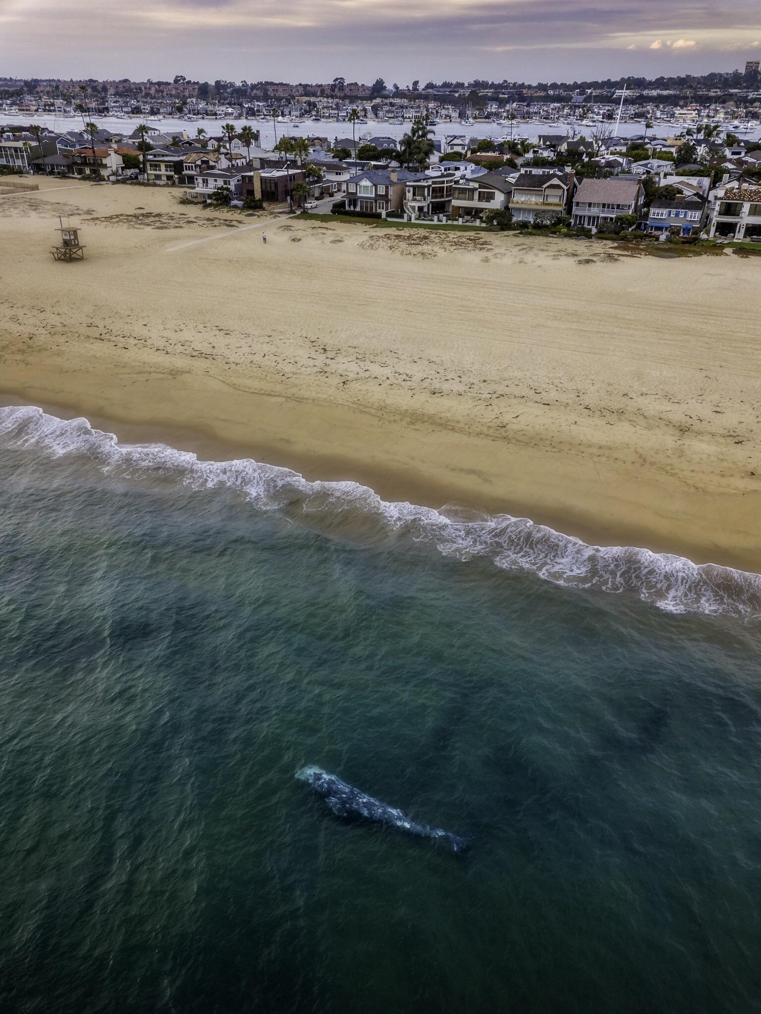 40ft gentle giant swimming really close to Newport Beach | Scrolller