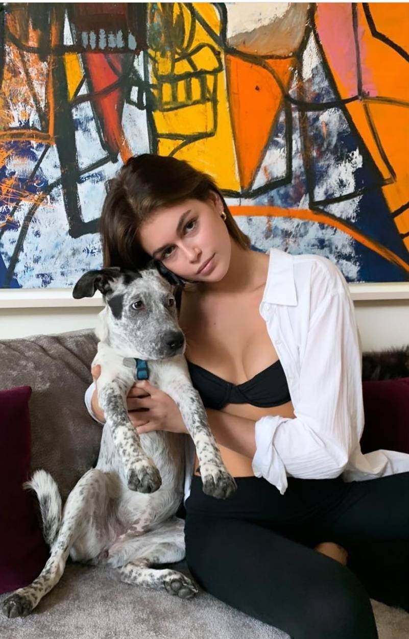 Nice dog | Scrolller