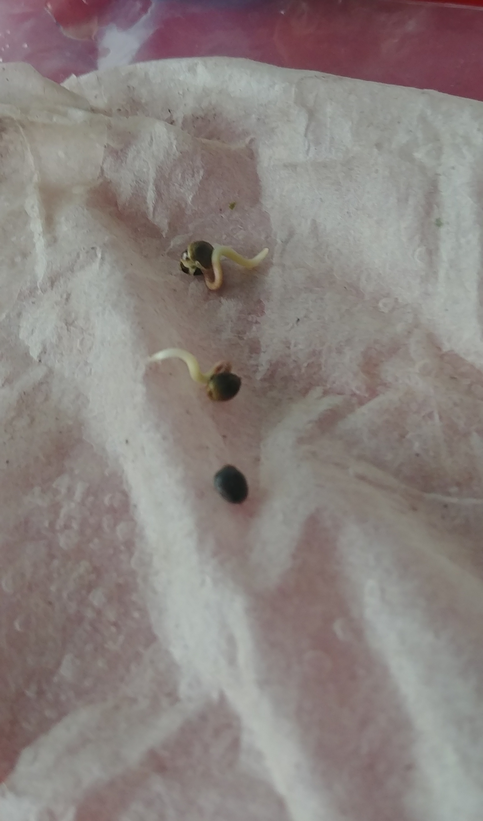 Nice germination 2/3 | Scrolller