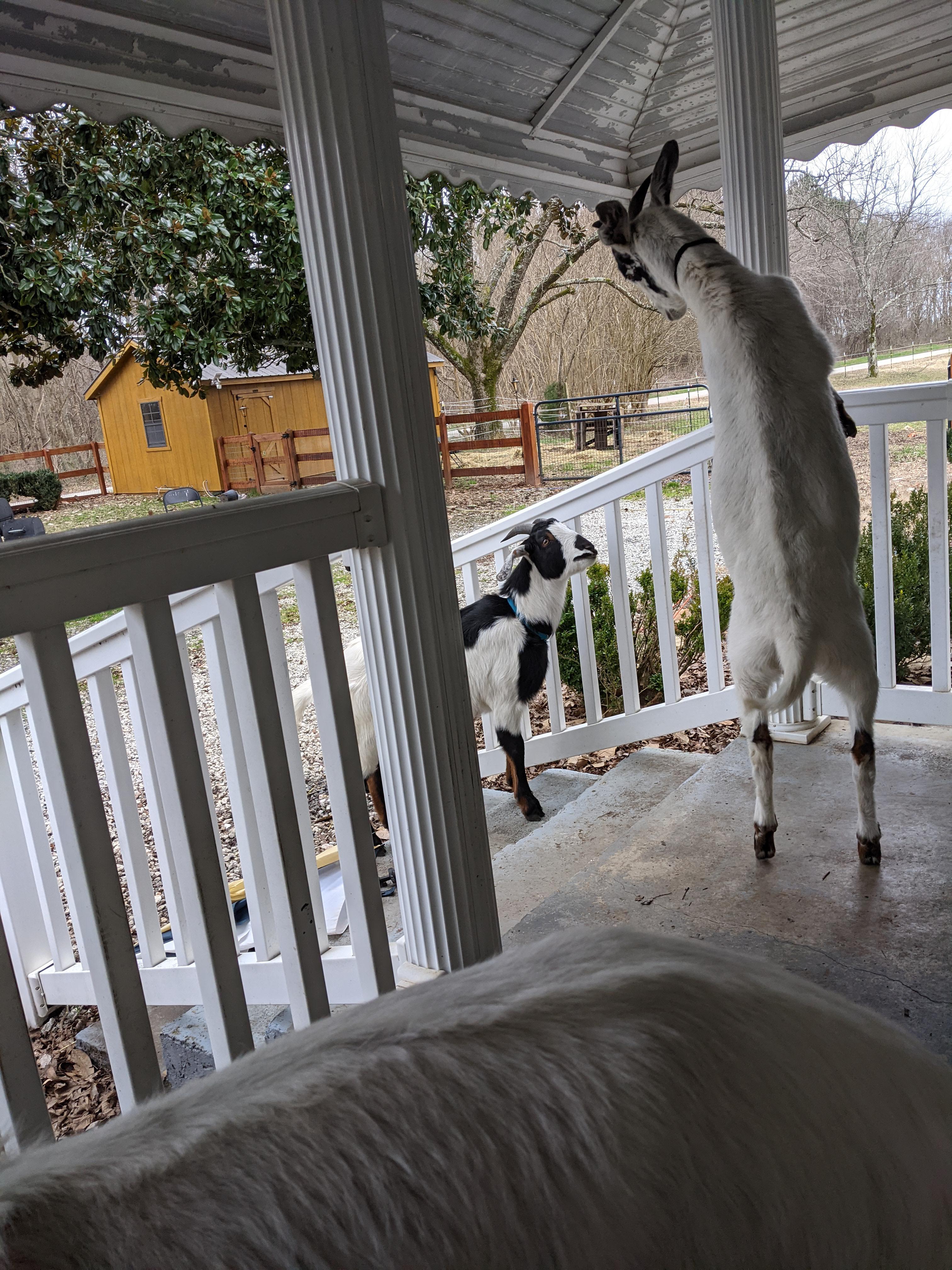 Nice shot I got of my playful goats | Scrolller