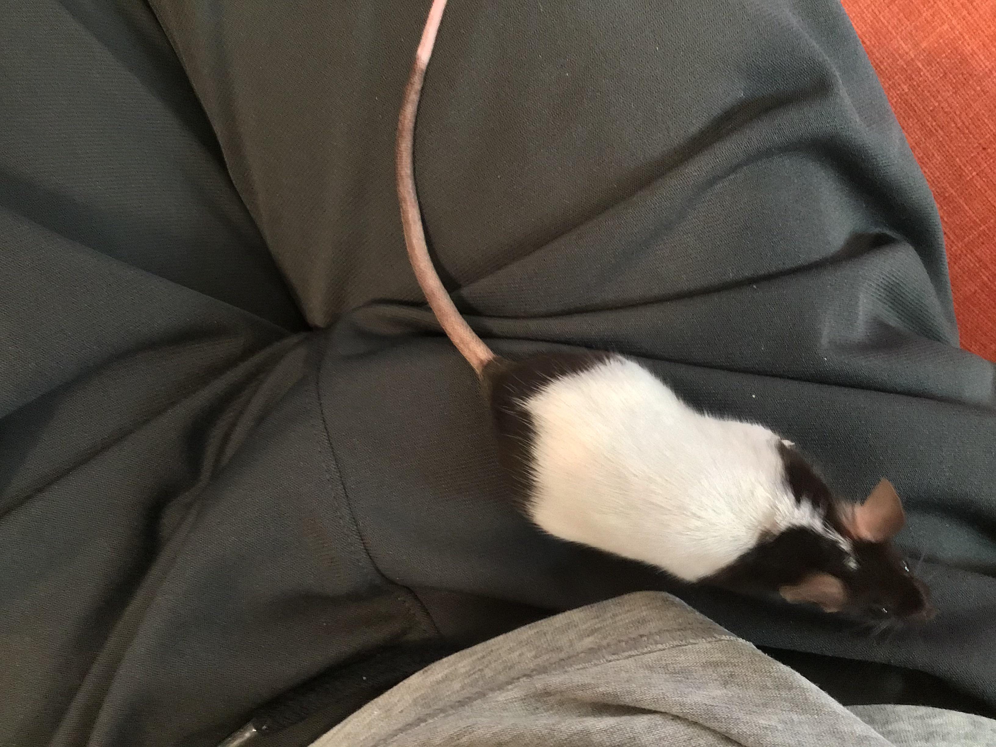 Nice to have a lap mouse during zoom | Scrolller
