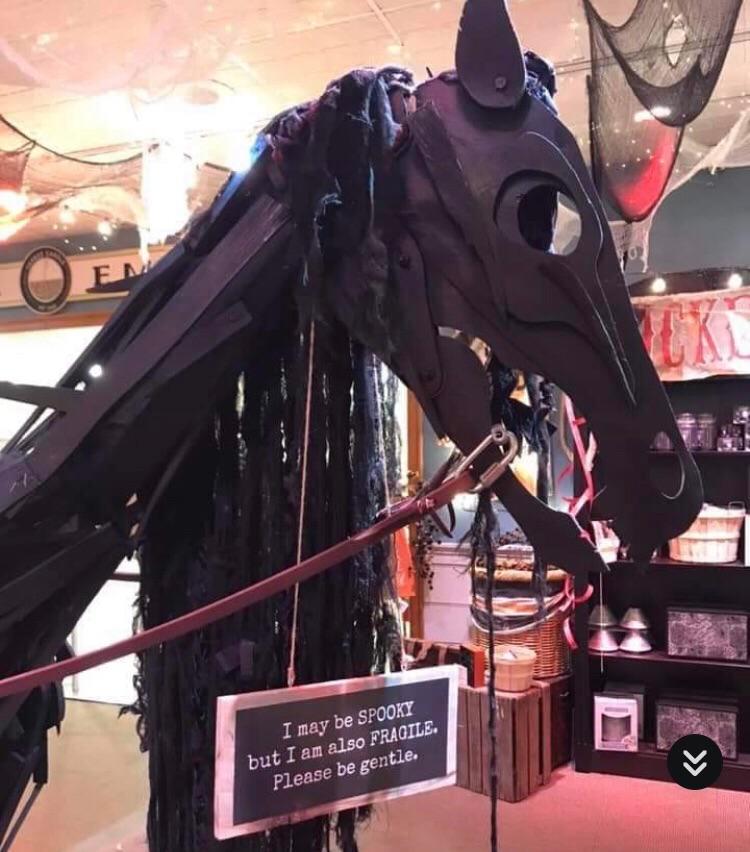 Nico di Angelo in a nutshell | Scrolller