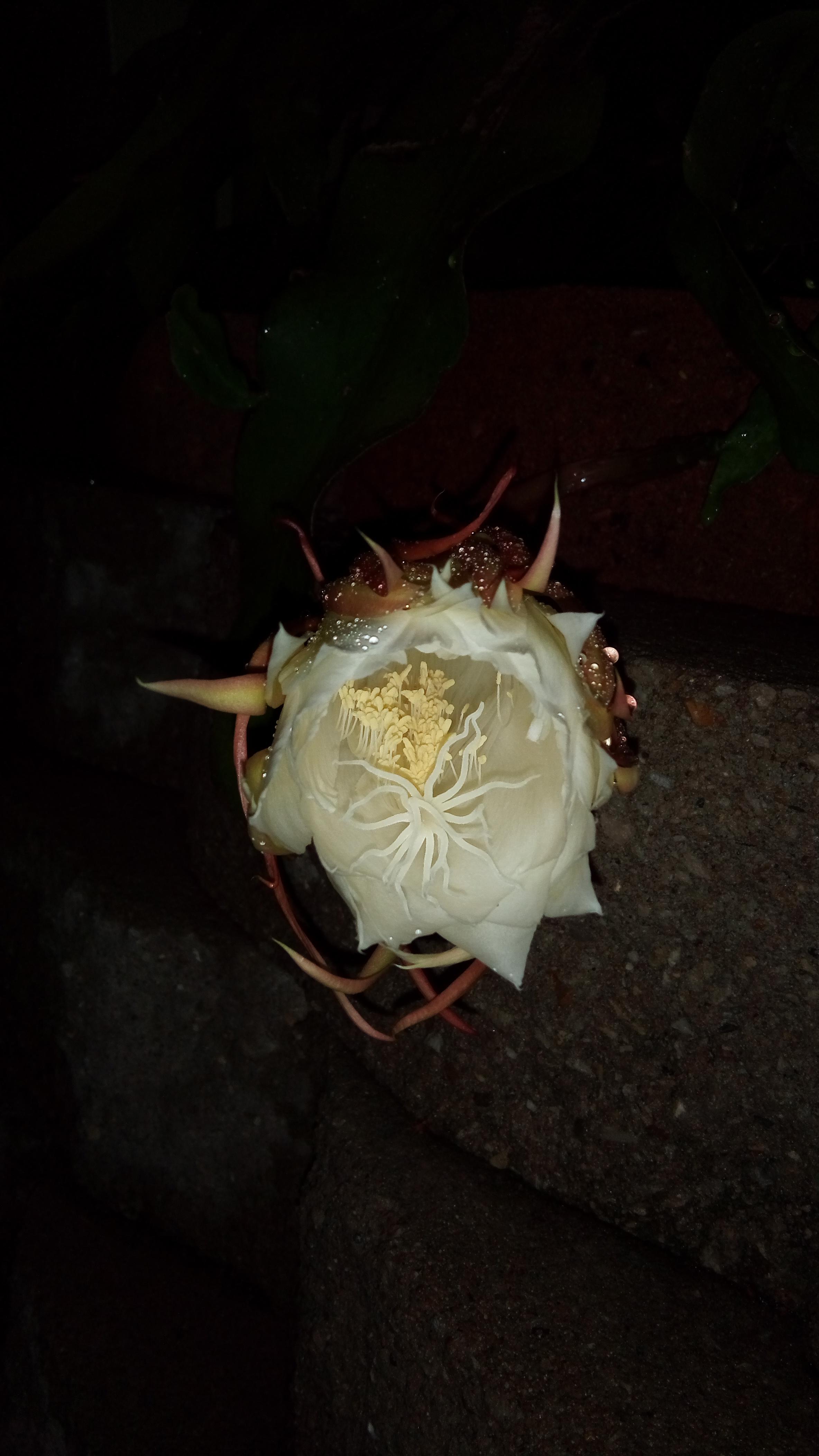 Night blooming cereus | Scrolller