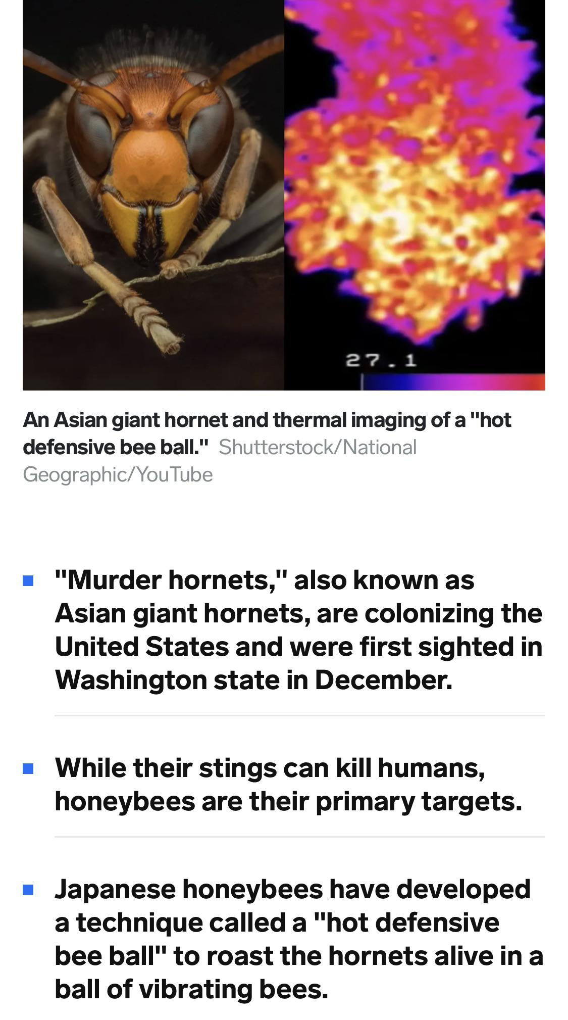 Nihon Bee, Murderous Vibrators | Scrolller