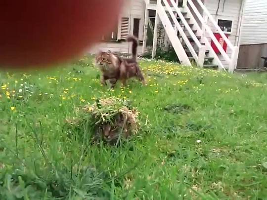 Ninja cat | Scrolller