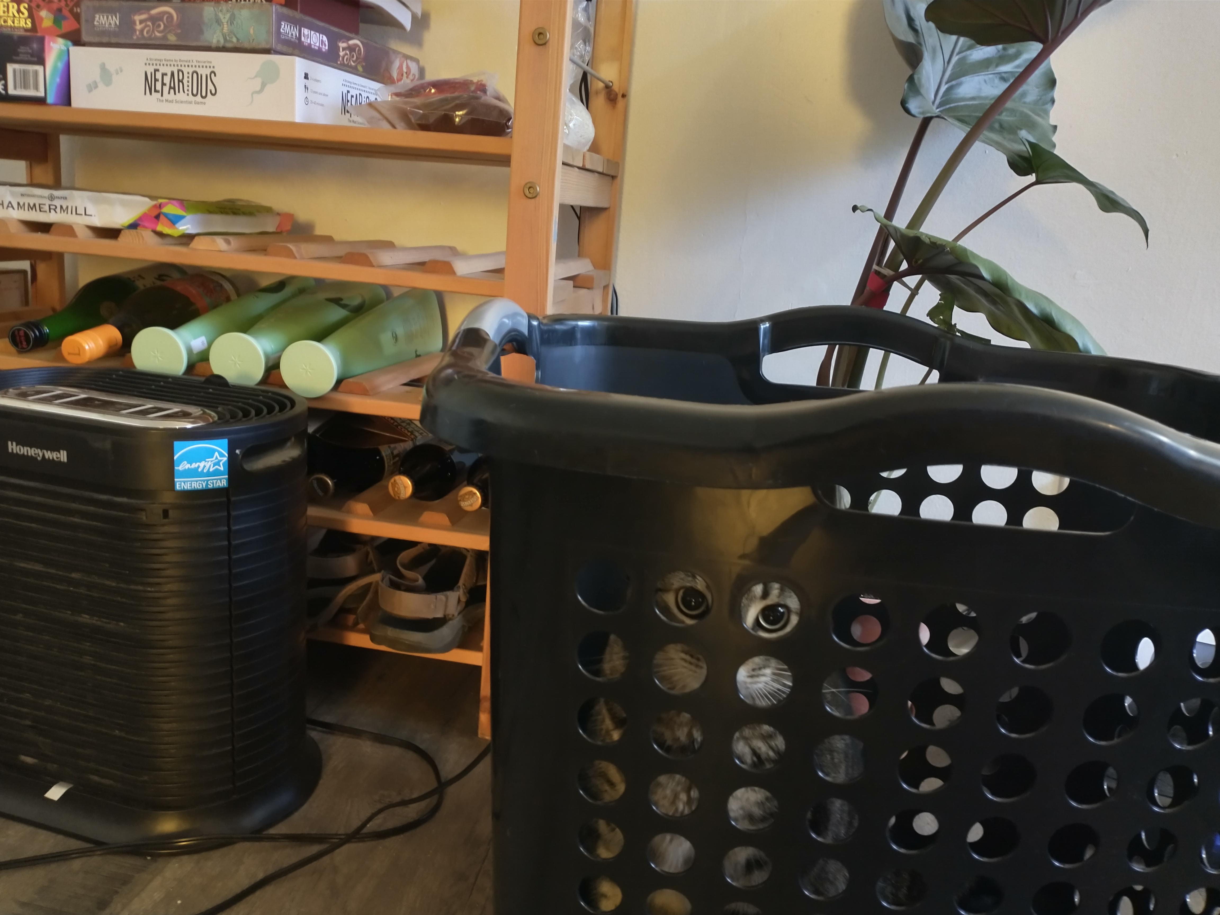 Ninja Cat | Scrolller