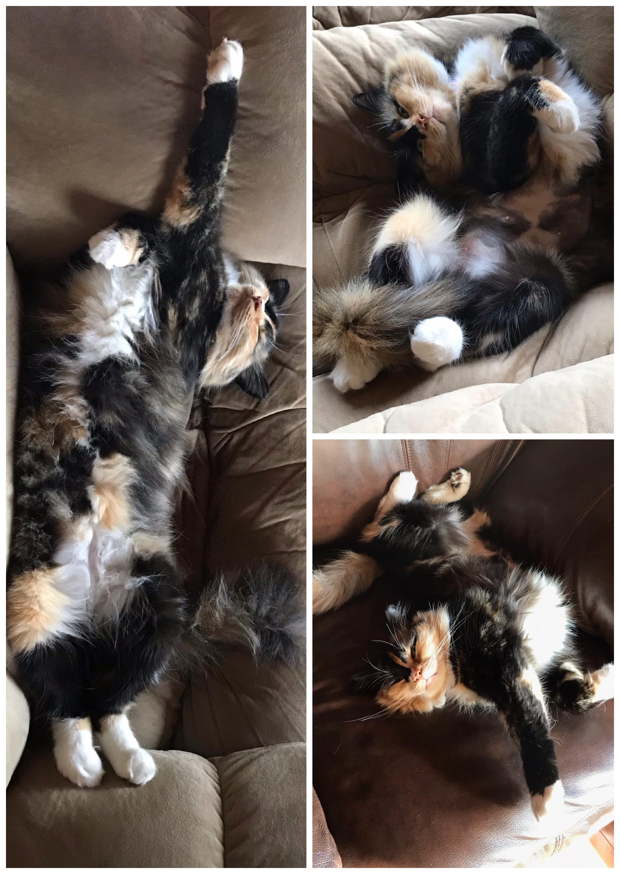 No bones. | Scrolller