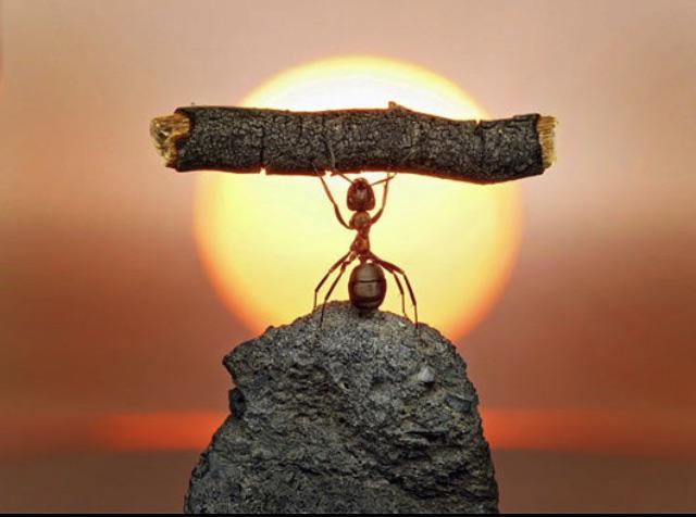 No meme here, just a neat pic of an ant | Scrolller
