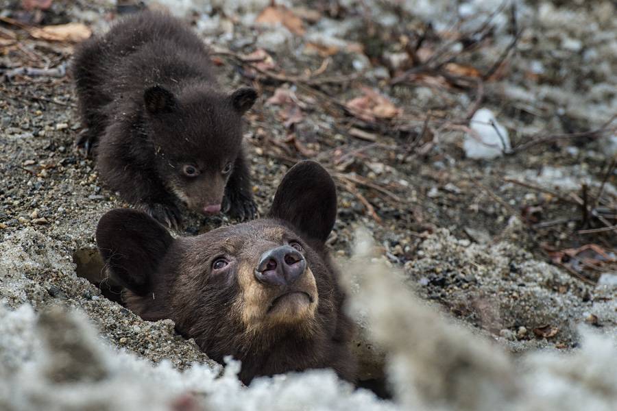 Nobunny here but us bears | Scrolller